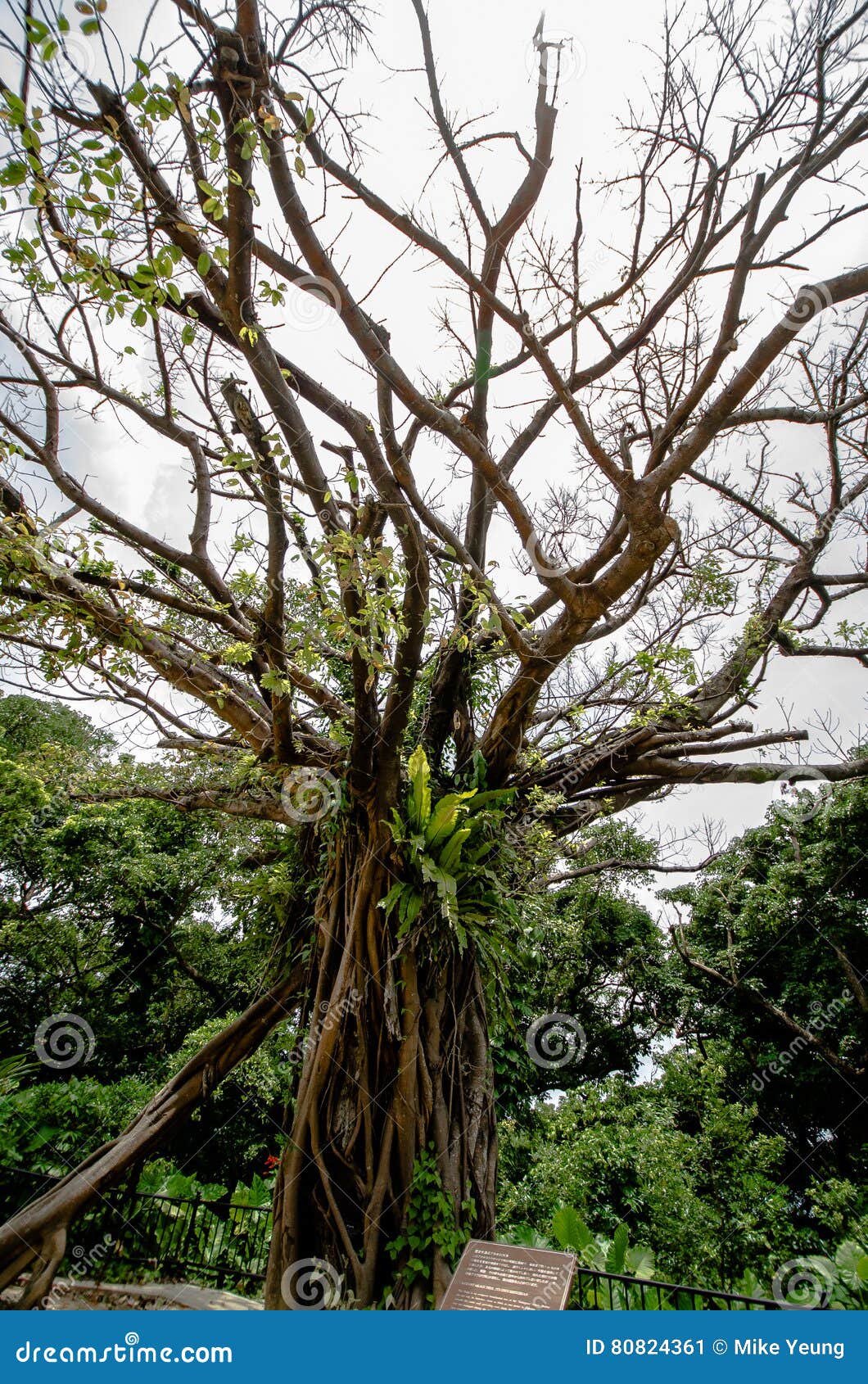 Cluster Tree Branches stock image. Image of preserved - 80824361