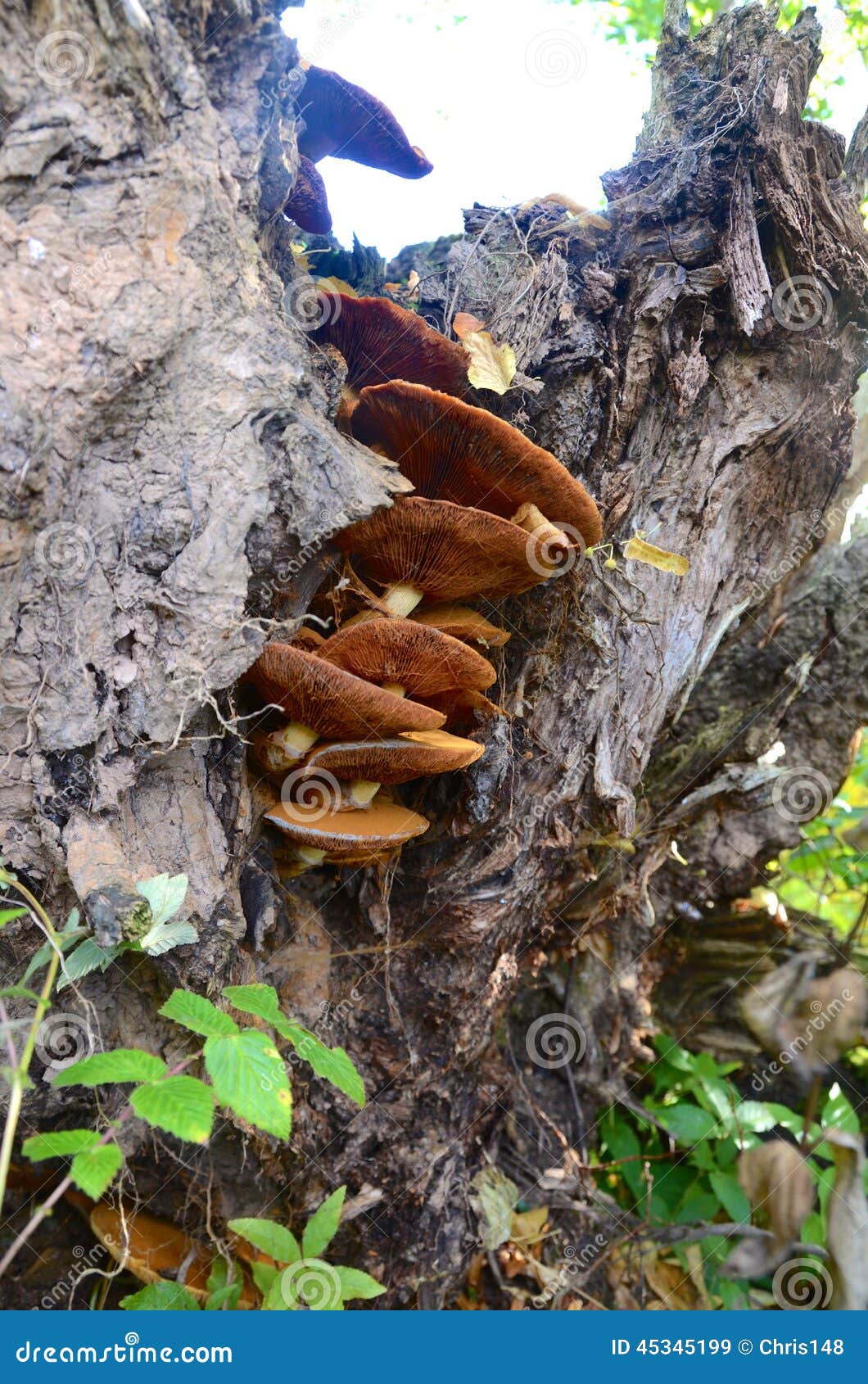 A cluster of tree fungi stock image. Image of toadstool - 45345199