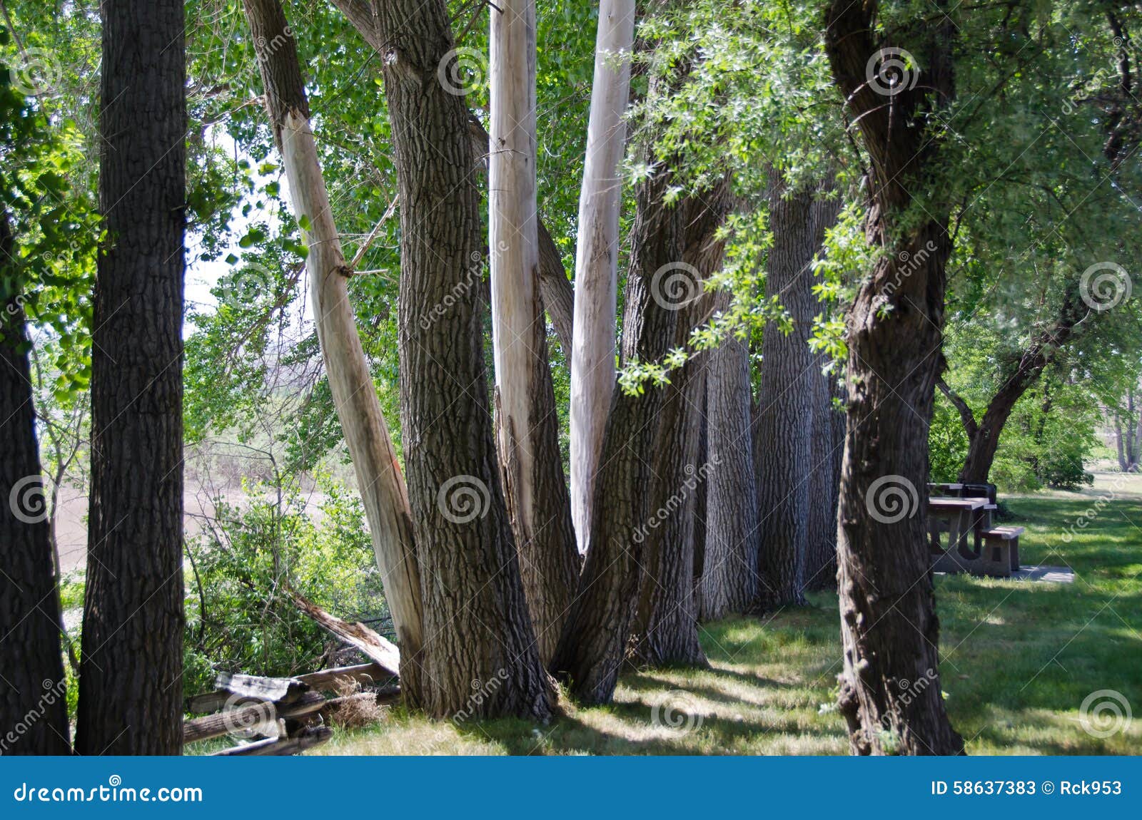 Cluster of Trees in a Beautiful Park Stock Image - Image of beautiful ...