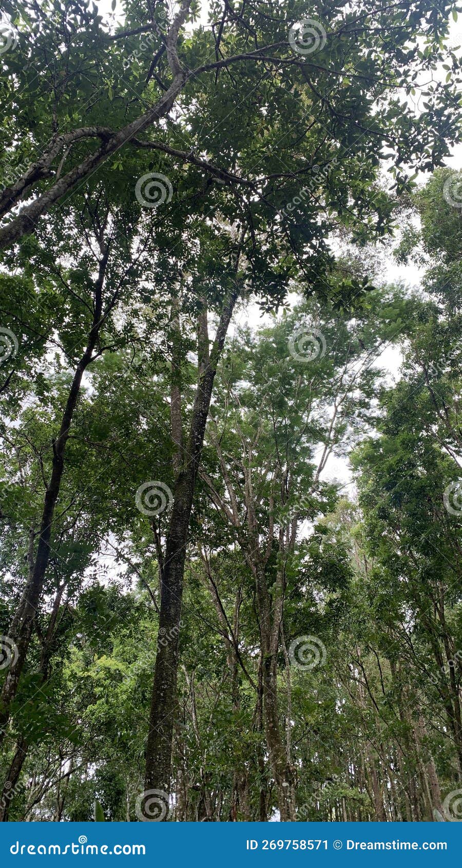 Cluster of trees stock image. Image of cluster, green - 269758571