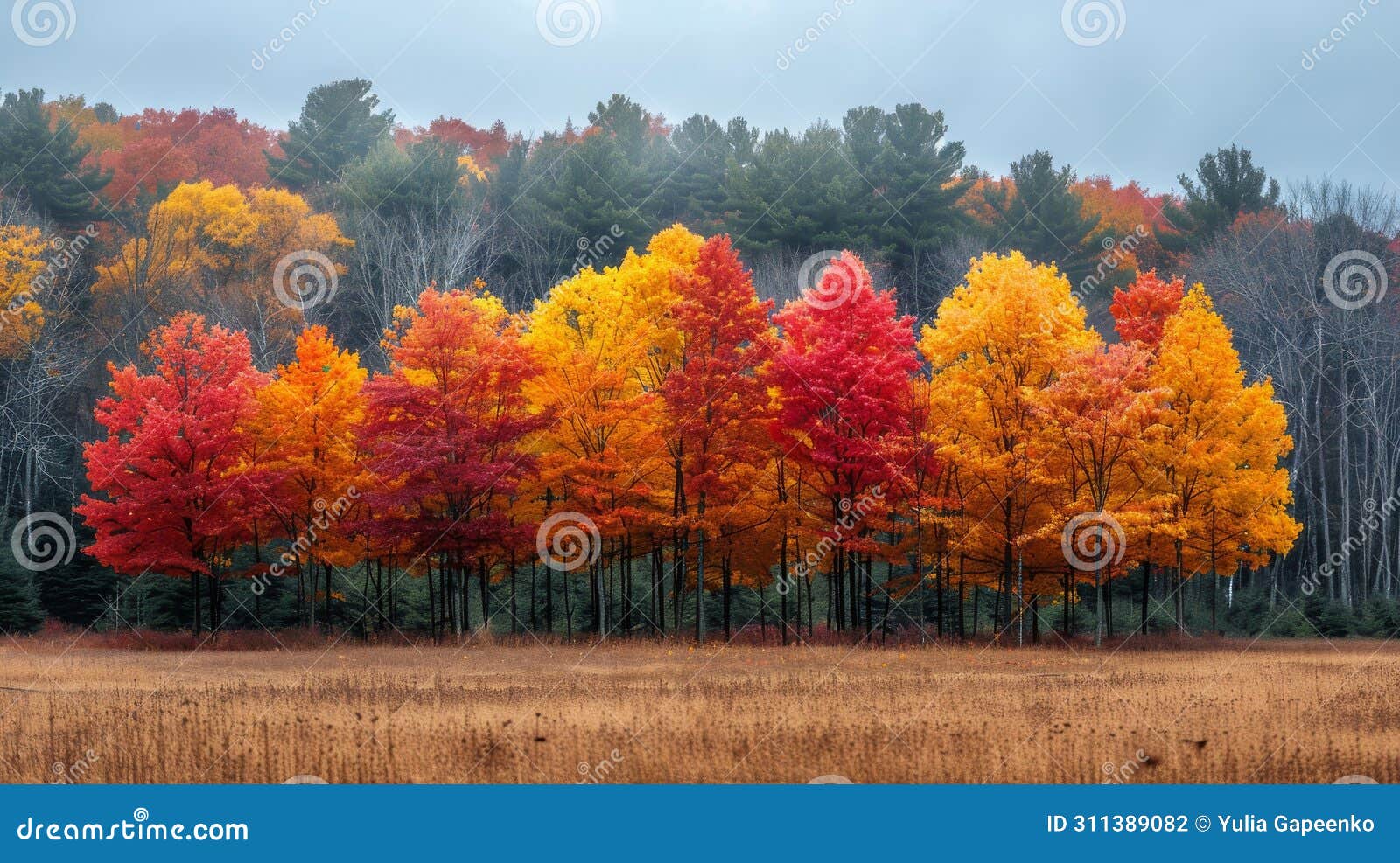 Group of Trees Standing in Grass Stock Photo - Image of countryside ...