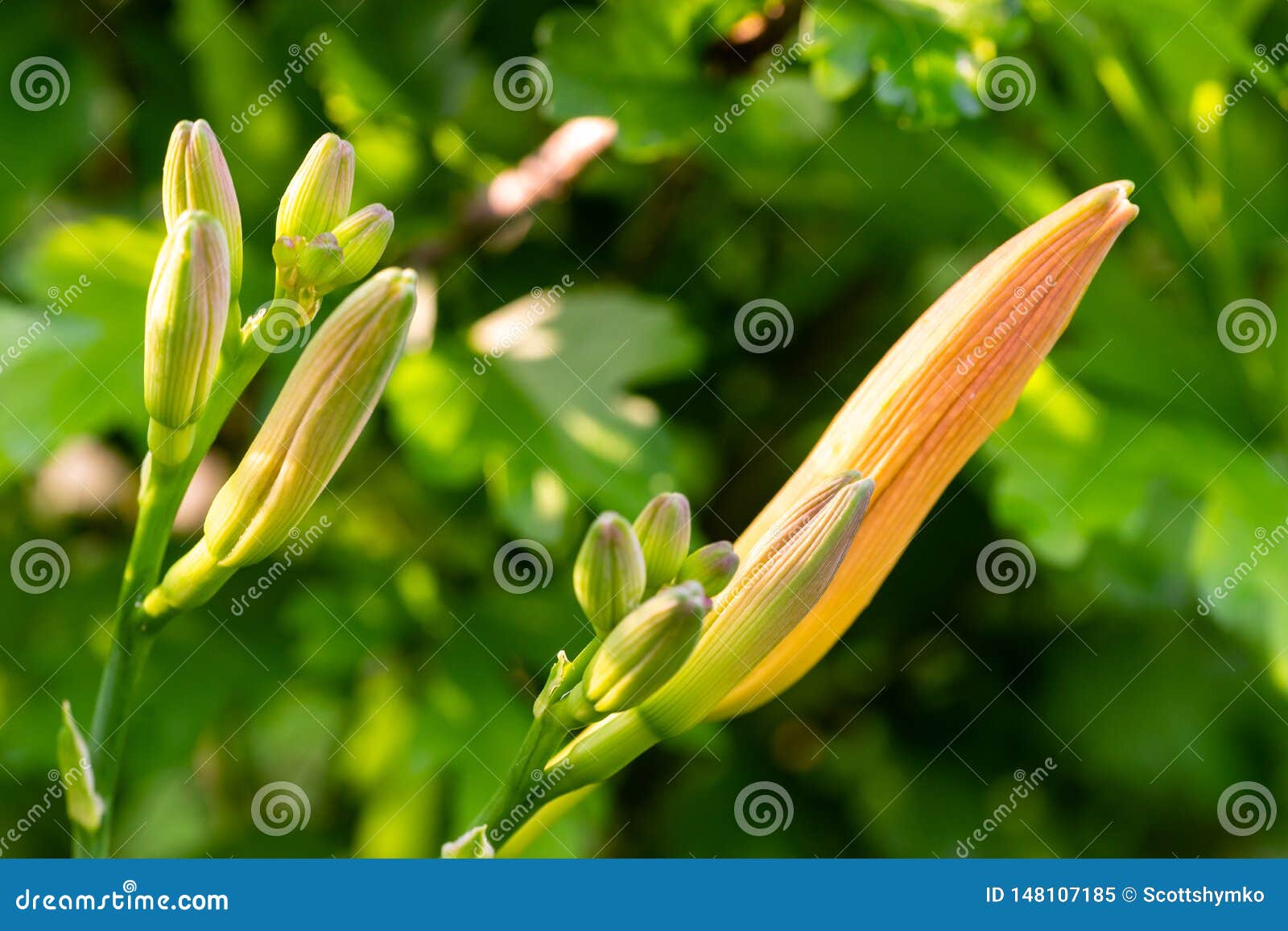 A Cluster of Unopened Orange Tiger Lily Blossoms Stock Image - Image of ...