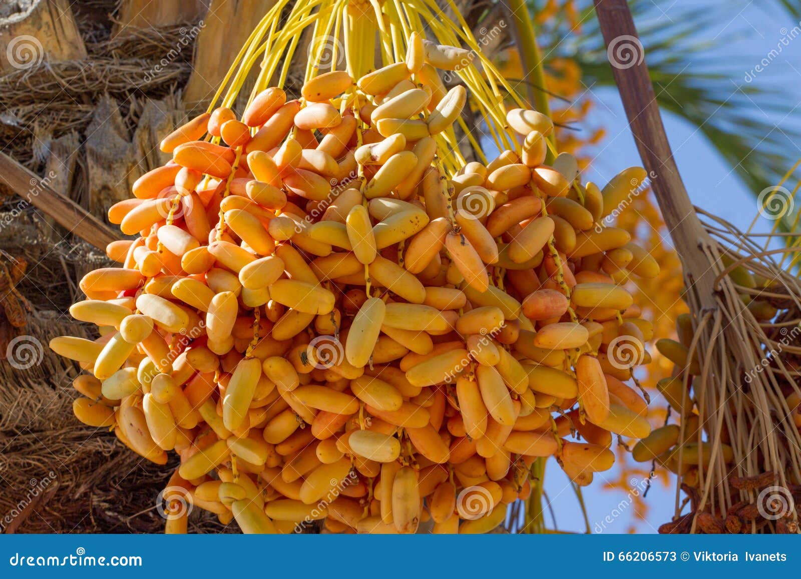Cluster of Unripe Dates Hanging on the Date Palm. Harvesting Stock ...