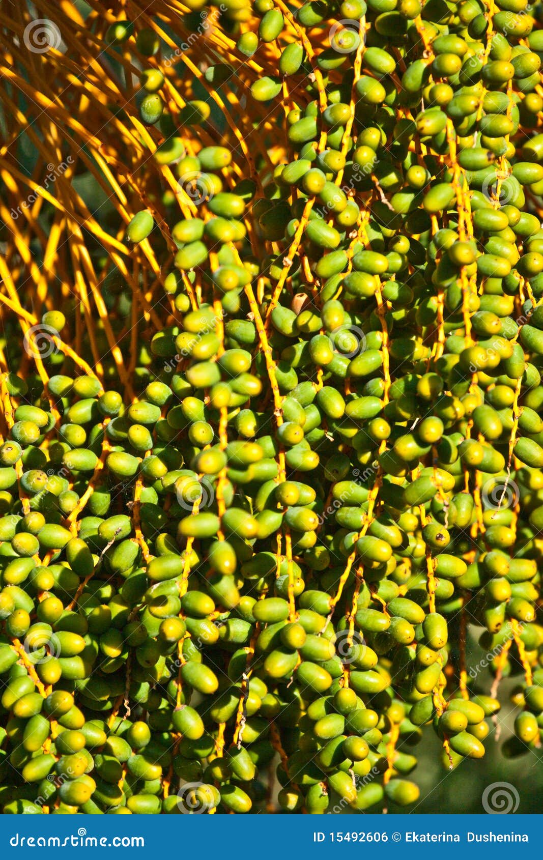 Cluster of Unripe Figs on Date Palms. Stock Photo - Image of green ...
