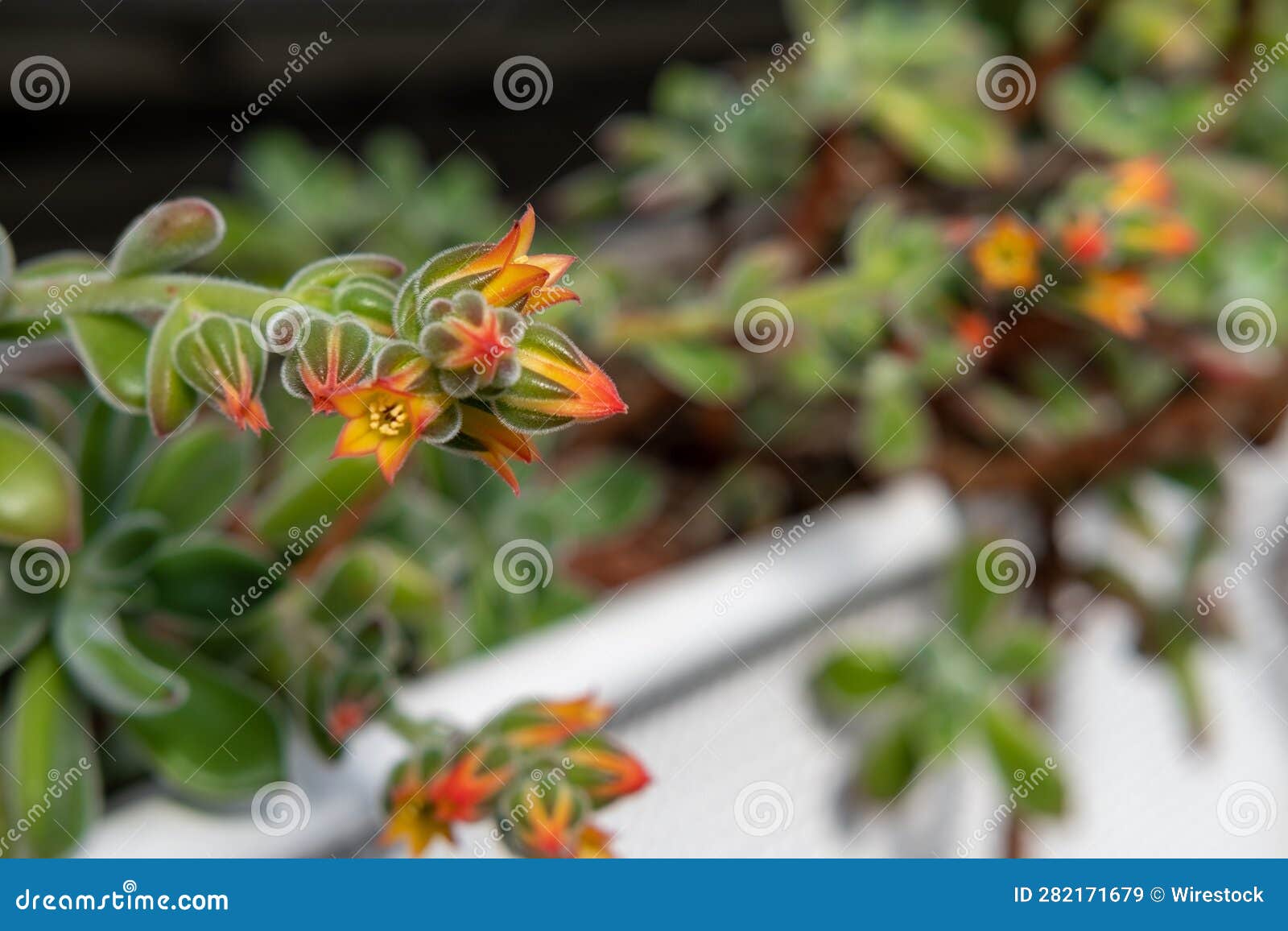 Cluster of Vibrant Flower Buds in a White Ceramic Pot Stock Image ...