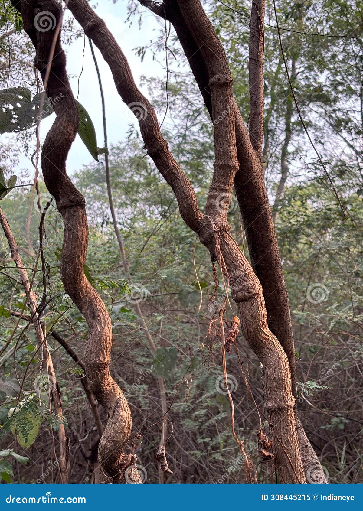 Hanging Vines Cascading from Tree Branches in Forest Stock Image ...