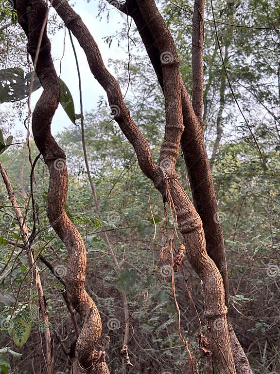 Hanging Vines Cascading from Tree Branches in Forest Stock Image ...