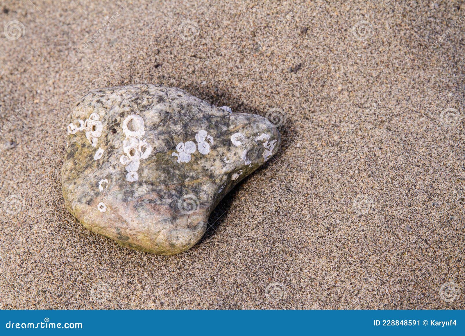 Empty Acorn Barnacle Shells Attached To a Small Rock on a Beach Stock ...