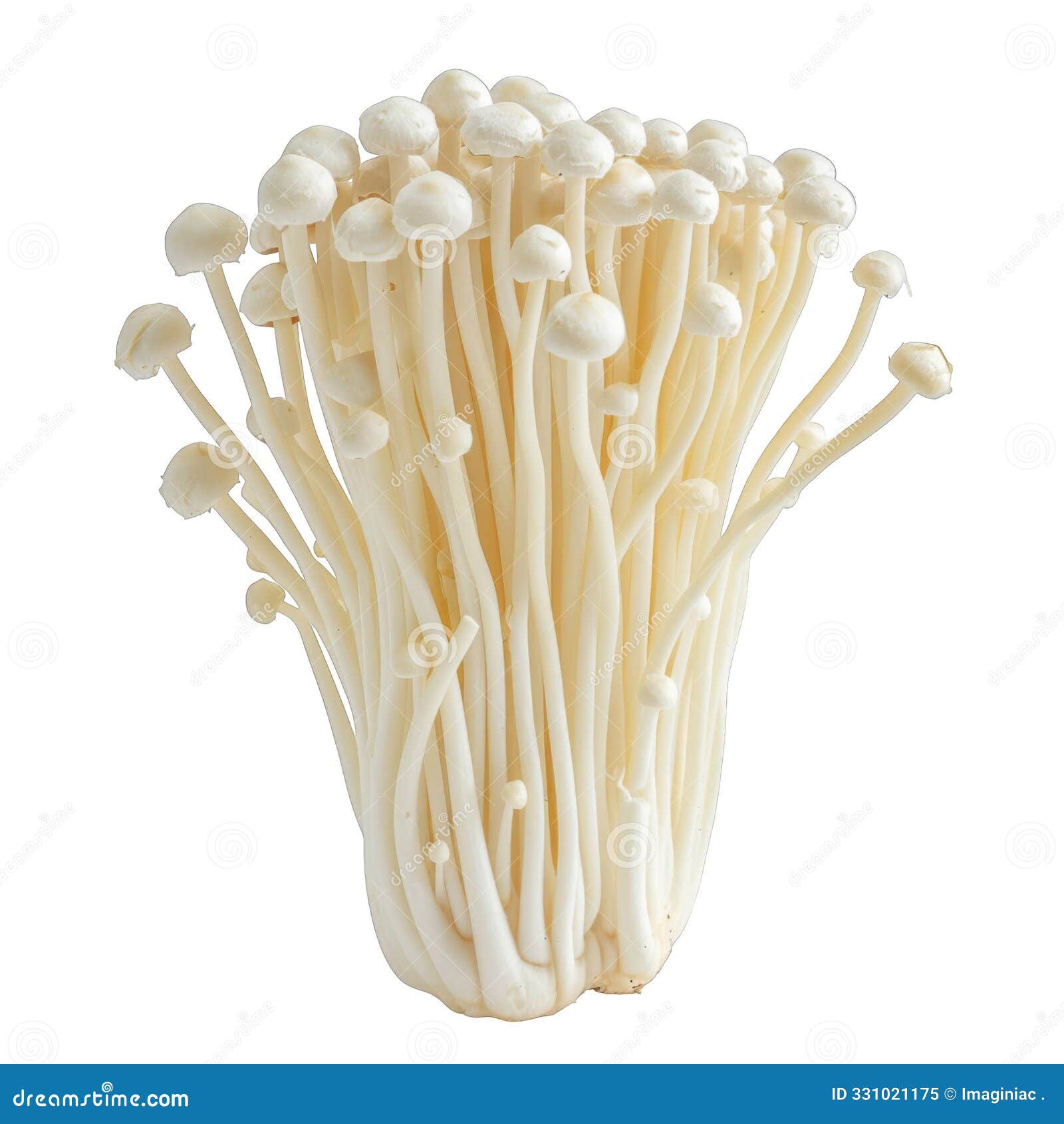 A Cluster of White Enoki Mushrooms Stock Illustration - Illustration of ...