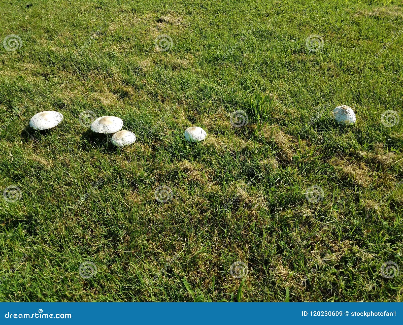 A Cluster of White Mushrooms in Green Grass Stock Image - Image of ...