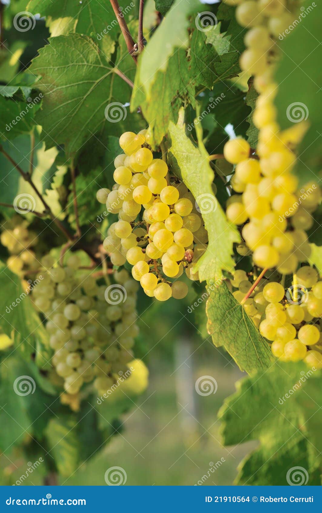 Cluster of white grape stock photo. Image of grape, vineyard - 21910564