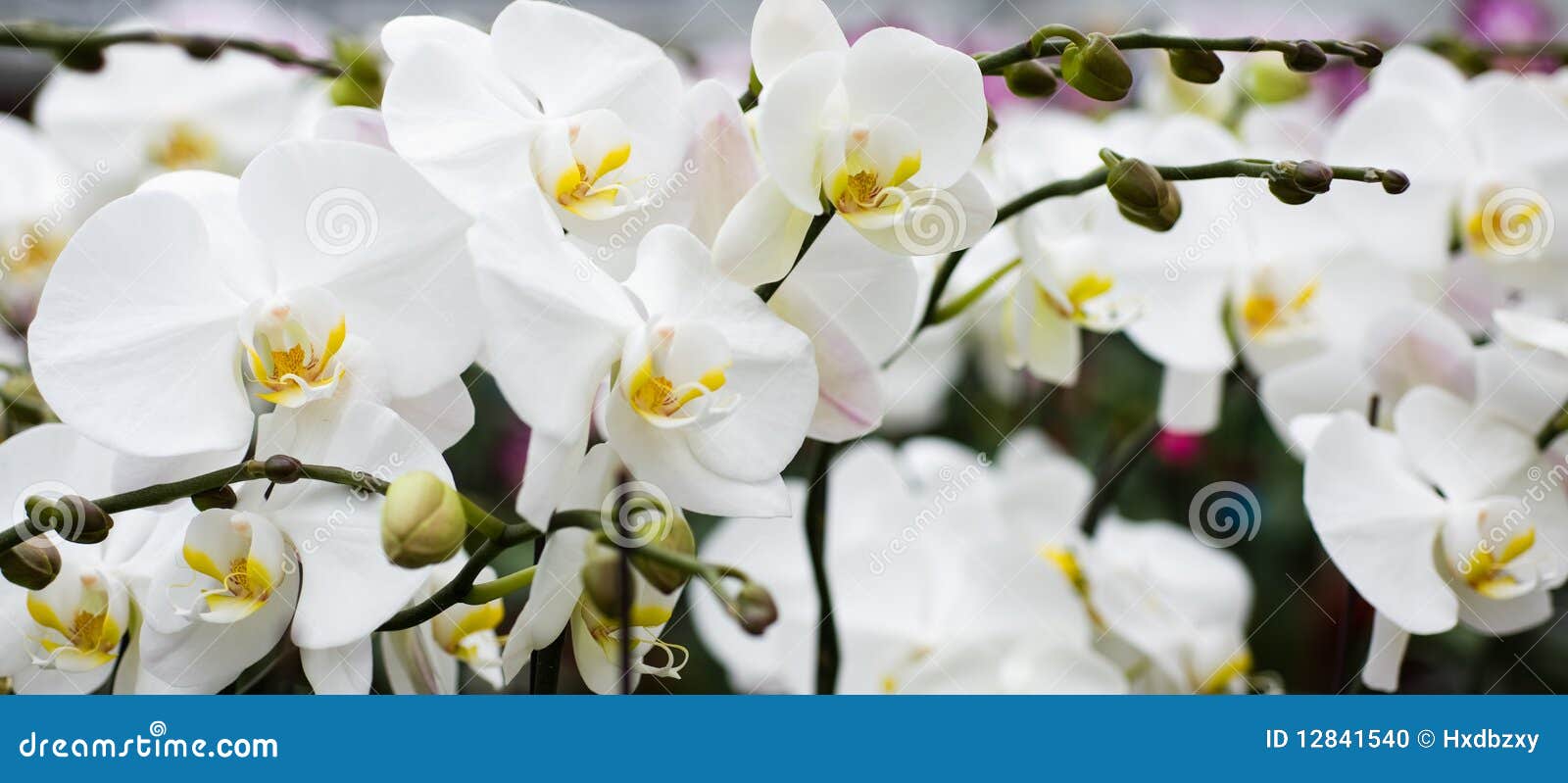 A cluster of white orchids stock photo. Image of gift - 12841540