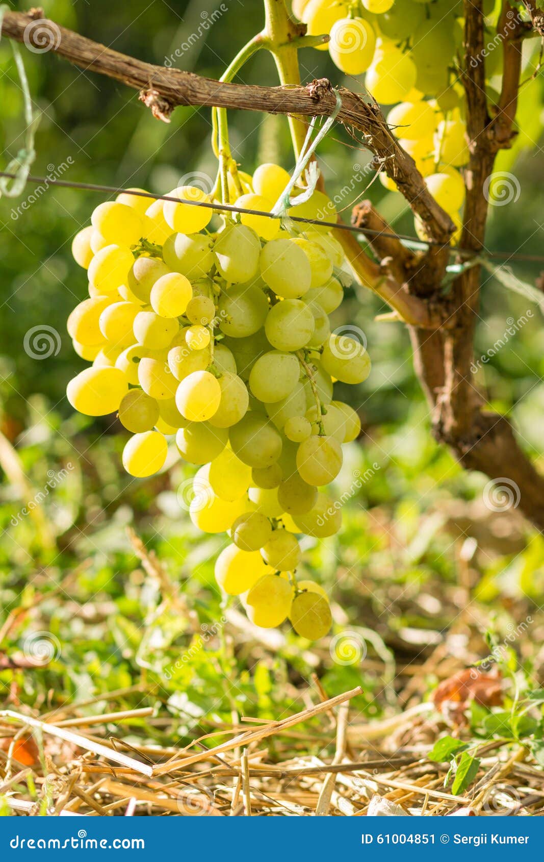 Cluster of White Table Grape on Vine Stock Image - Image of cluster ...