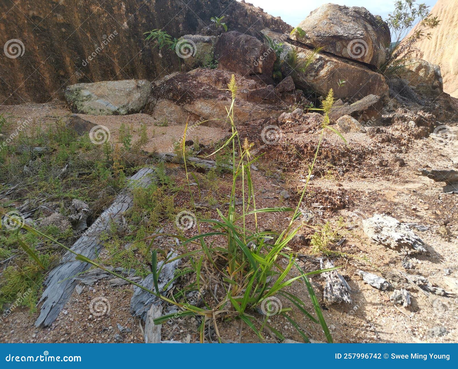 Cluster of Wild Buffelgrass on the Dry and Sandy Ground Stock Photo ...