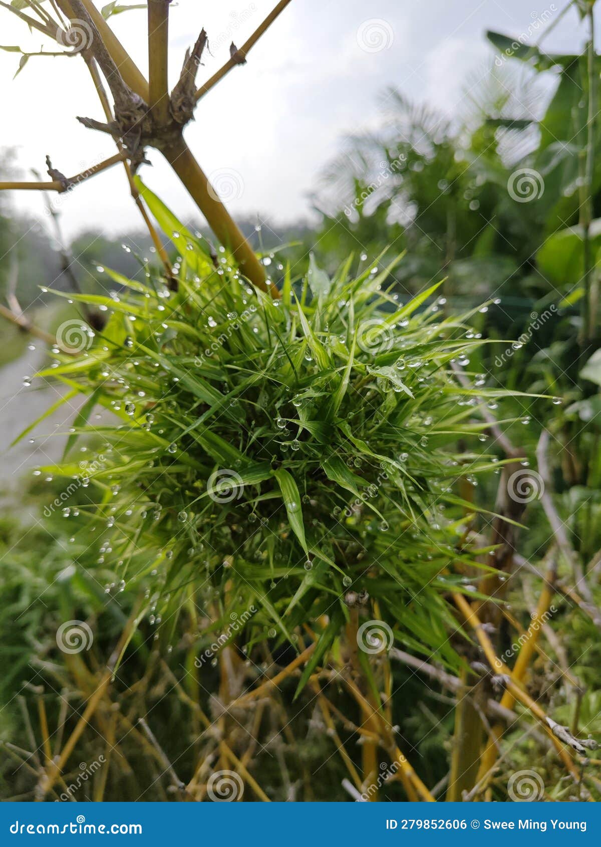 A Cluster of Wild Chusquea Bamboo Tree in the Bushes. Stock Photo ...