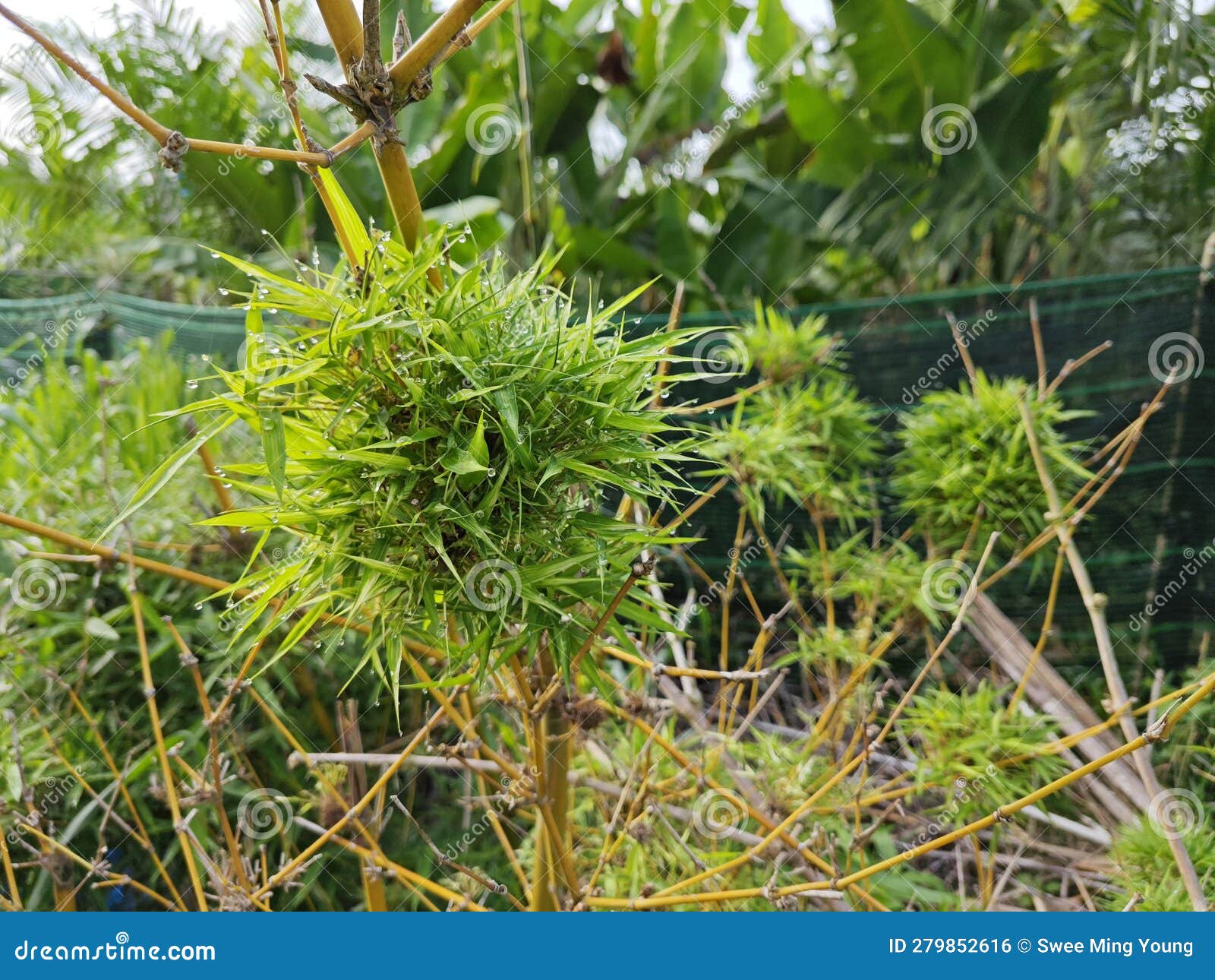 A Cluster of Wild Chusquea Bamboo Tree in the Bushes. Stock Photo ...