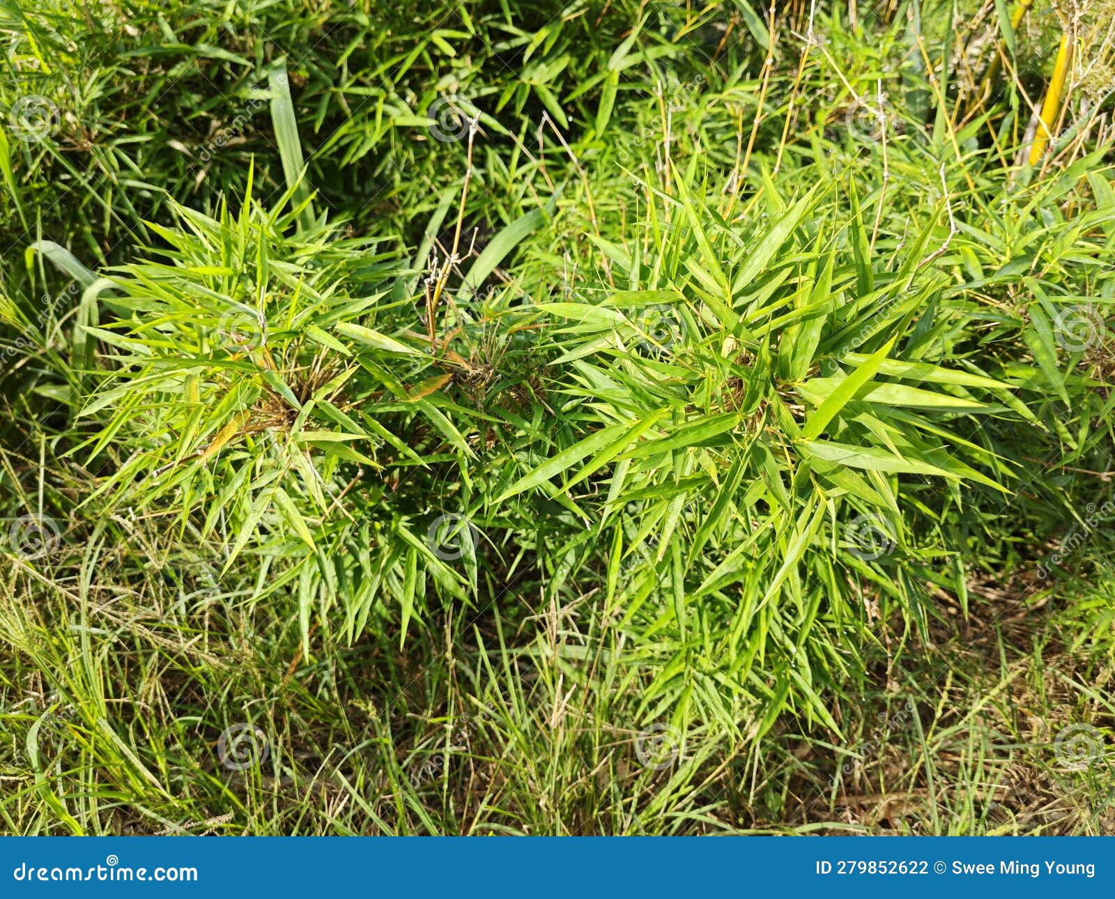 A Cluster of Wild Chusquea Bamboo Tree in the Bushes. Stock Photo ...
