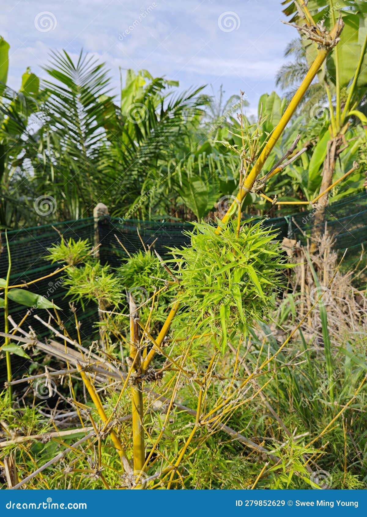 A Cluster of Wild Chusquea Bamboo Tree in the Bushes. Stock Image ...