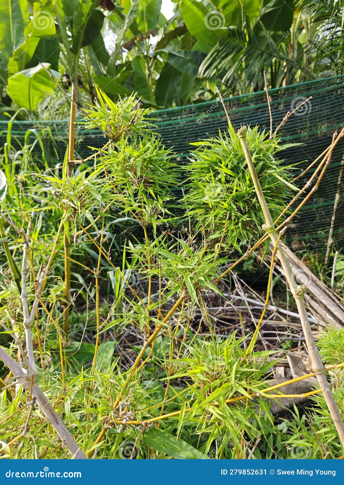 A Cluster of Wild Chusquea Bamboo Tree in the Bushes. Stock Image ...