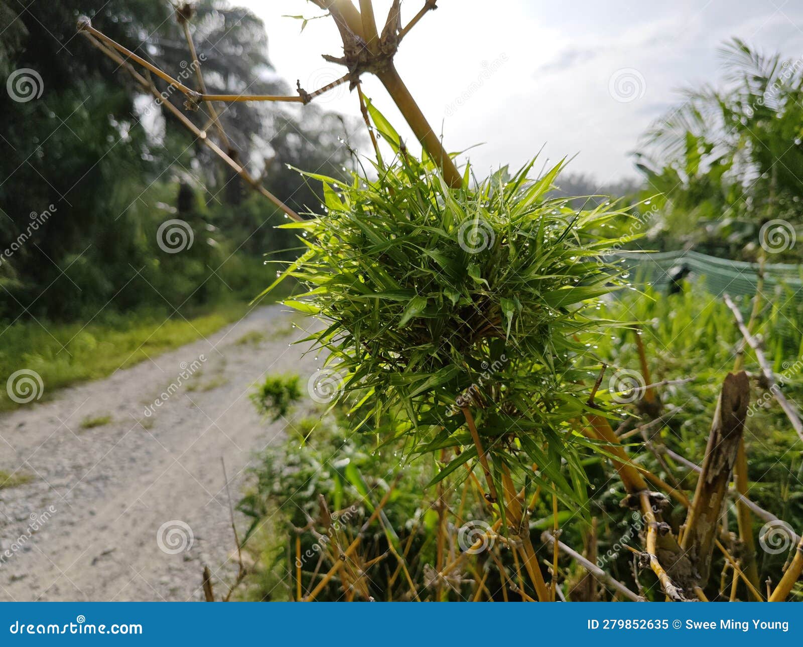 A Cluster of Wild Chusquea Bamboo Tree in the Bushes. Stock Image ...