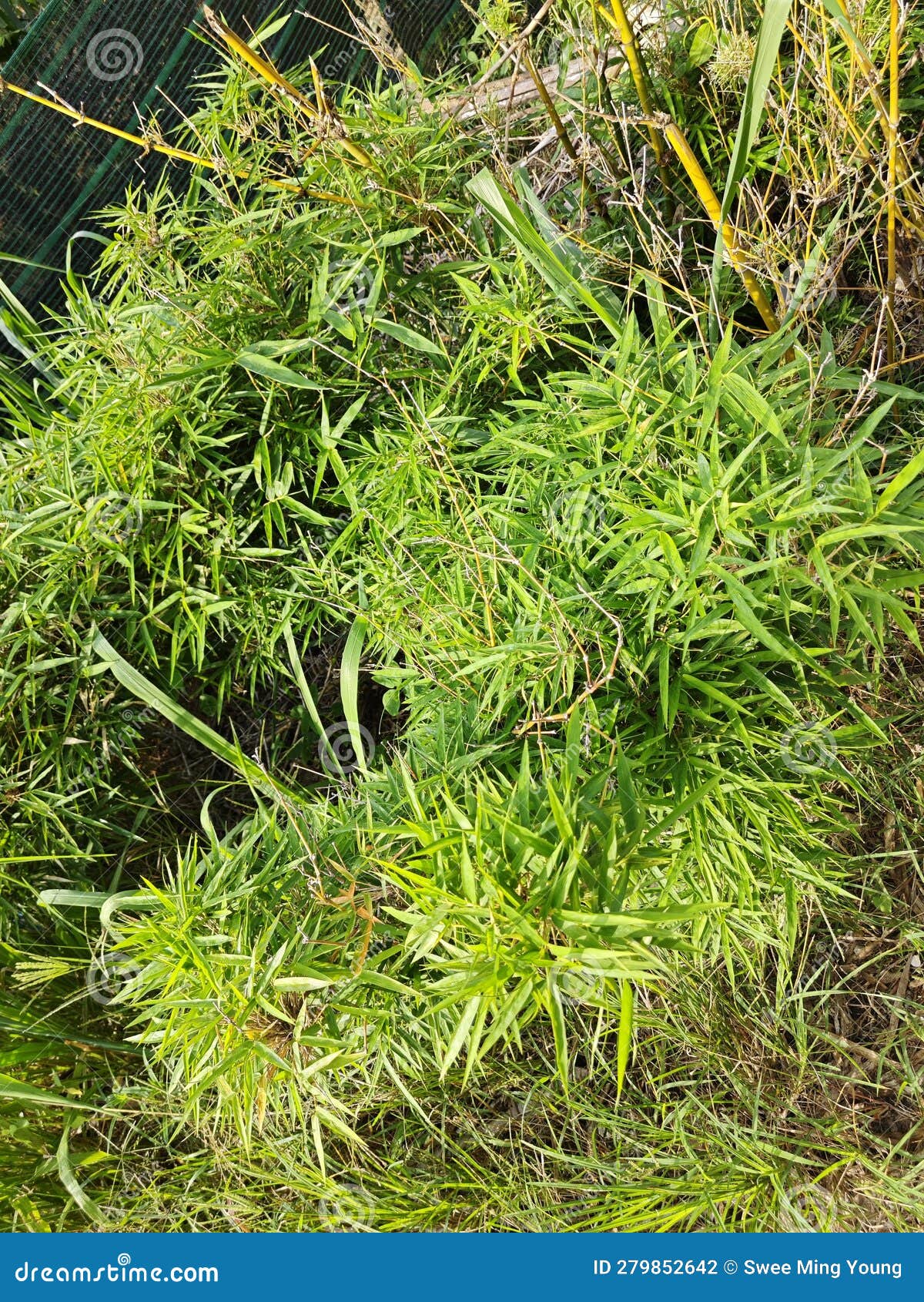 A Cluster of Wild Chusquea Bamboo Tree in the Bushes. Stock Photo ...