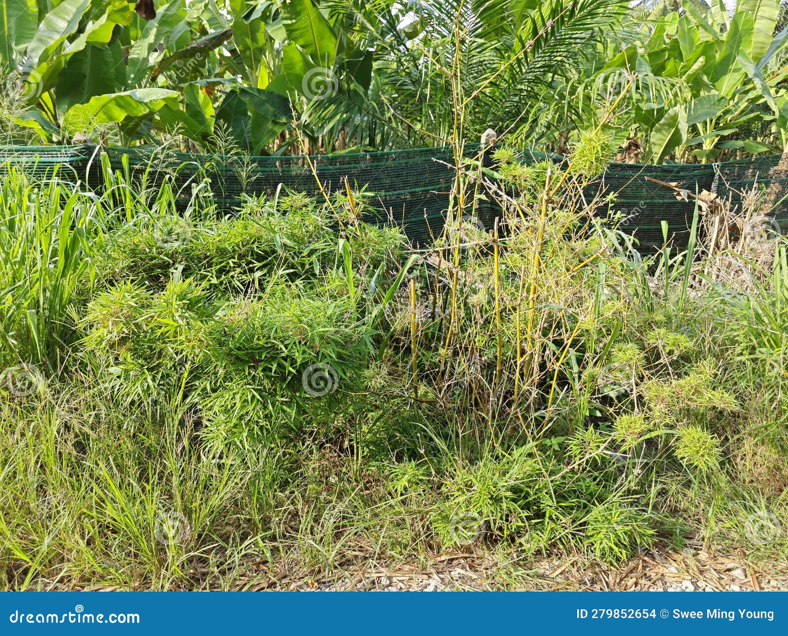 A Cluster of Wild Chusquea Bamboo Tree in the Bushes. Stock Photo ...