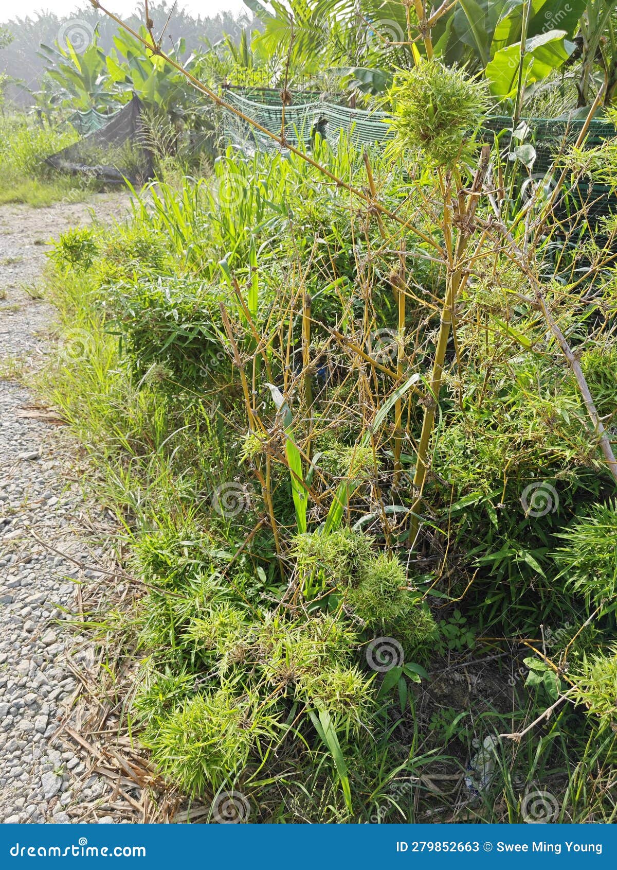 A Cluster of Wild Chusquea Bamboo Tree in the Bushes. Stock Image ...