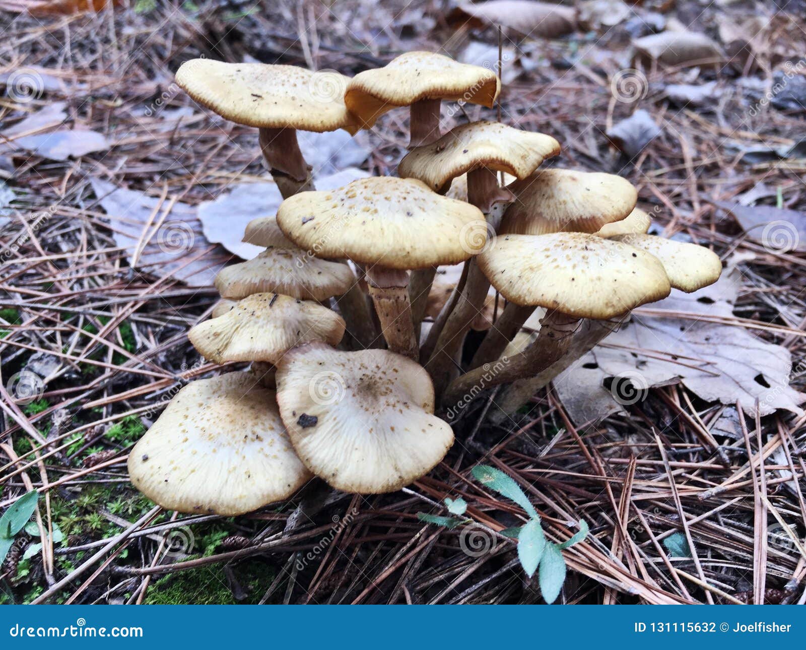 Cluster Of Wild Mushrooms Connopus Acervatus Growing In The Spruce ...
