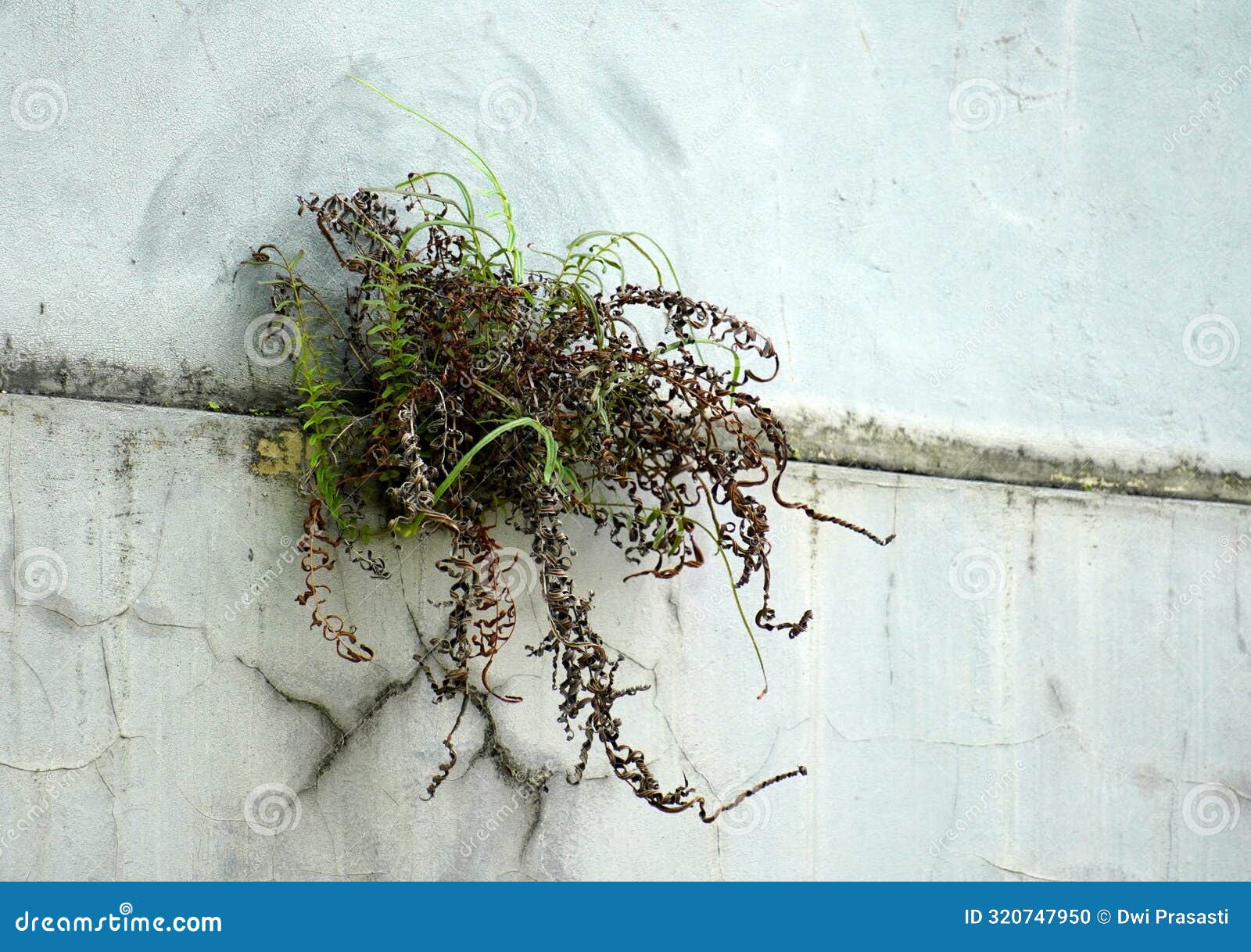 A Cluster of Wild Plants Sprouting from a Vertical Wall Crevice Stock ...