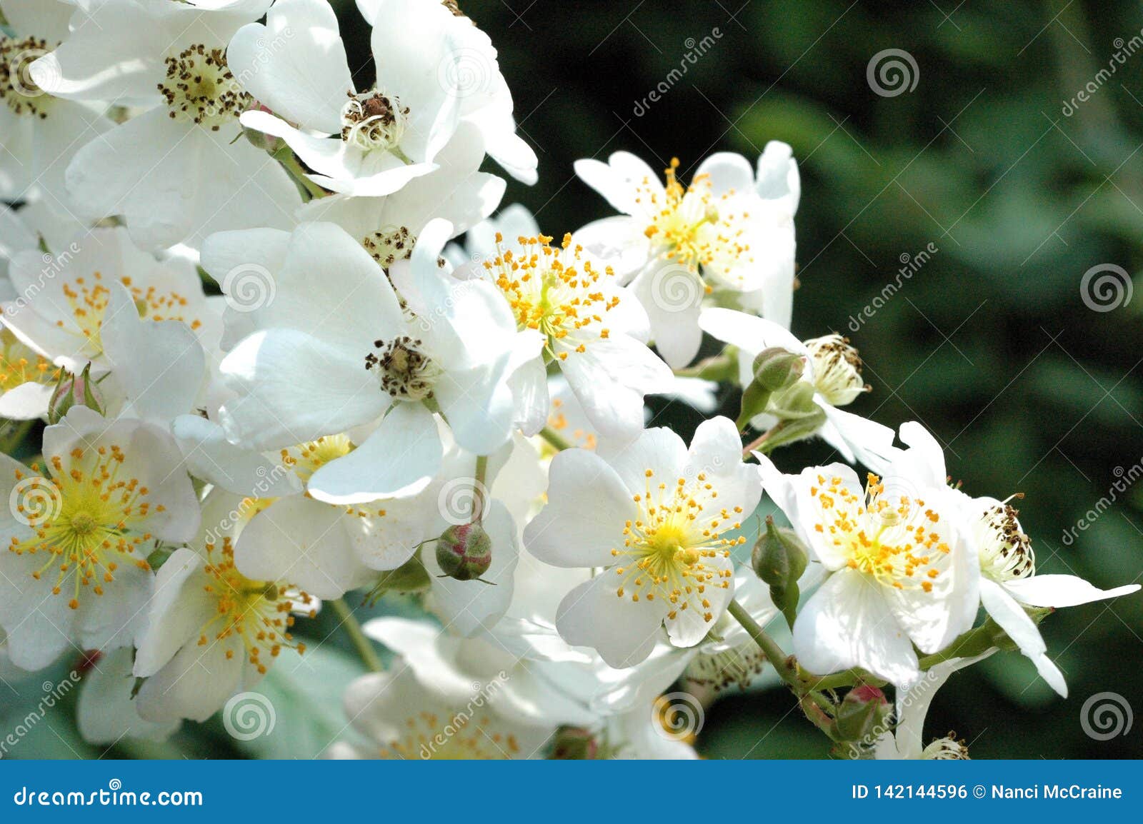 Cluster of Wild Rose Buds Entice Pollinators Stock Photo - Image of ...