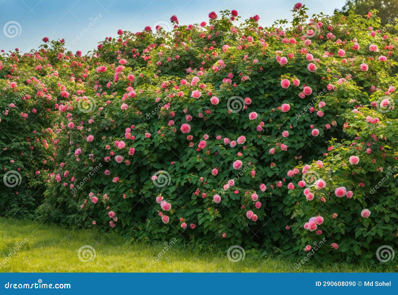 A Cluster of Wild Roses Growing on a Trellis. Stock Illustration ...