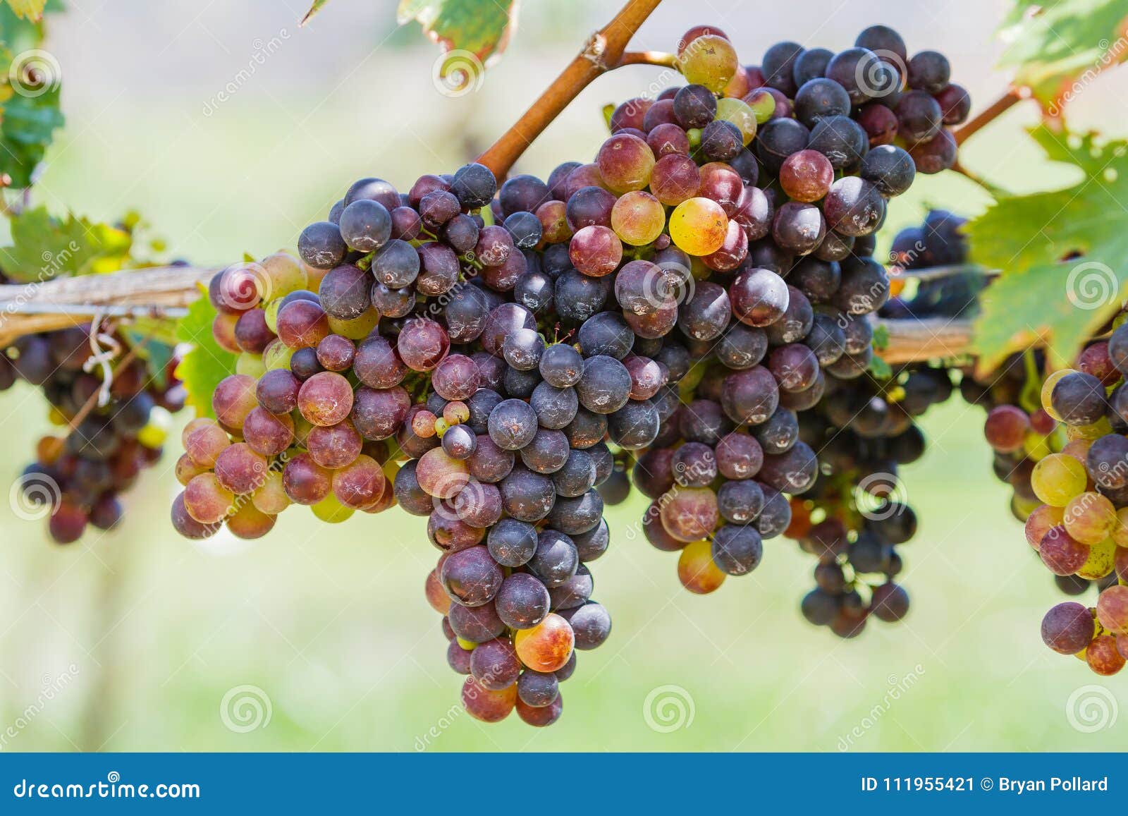 Clusters of Colorful Wine Grapes Stock Image - Image of summer ...