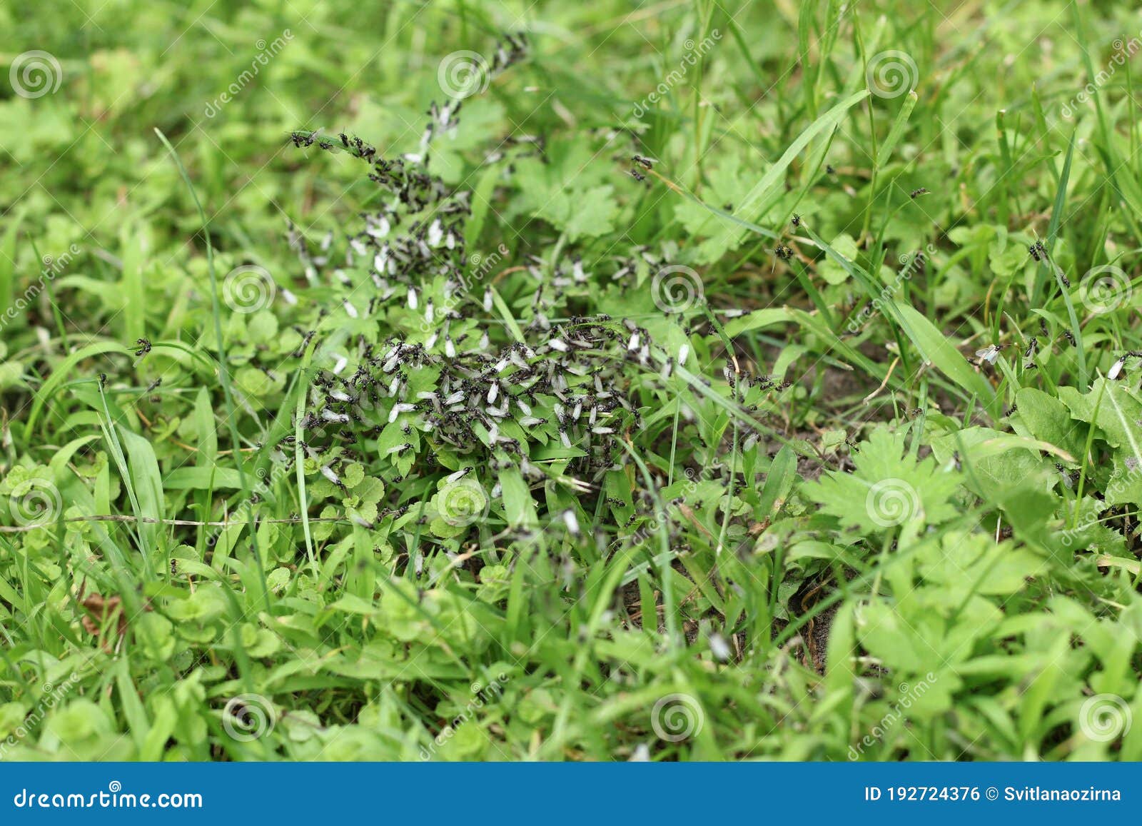 Cluster of Winged Black Ants in Grass Stock Photo - Image of closeup ...