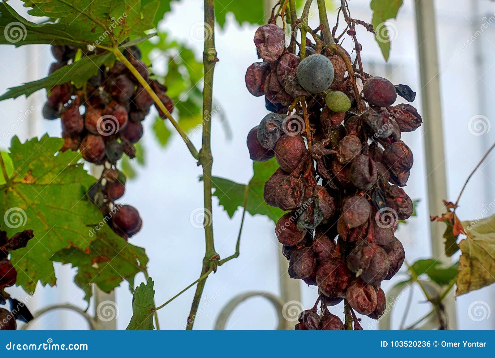 Cluster of withered grapes stock photo. Image of grape - 103520236