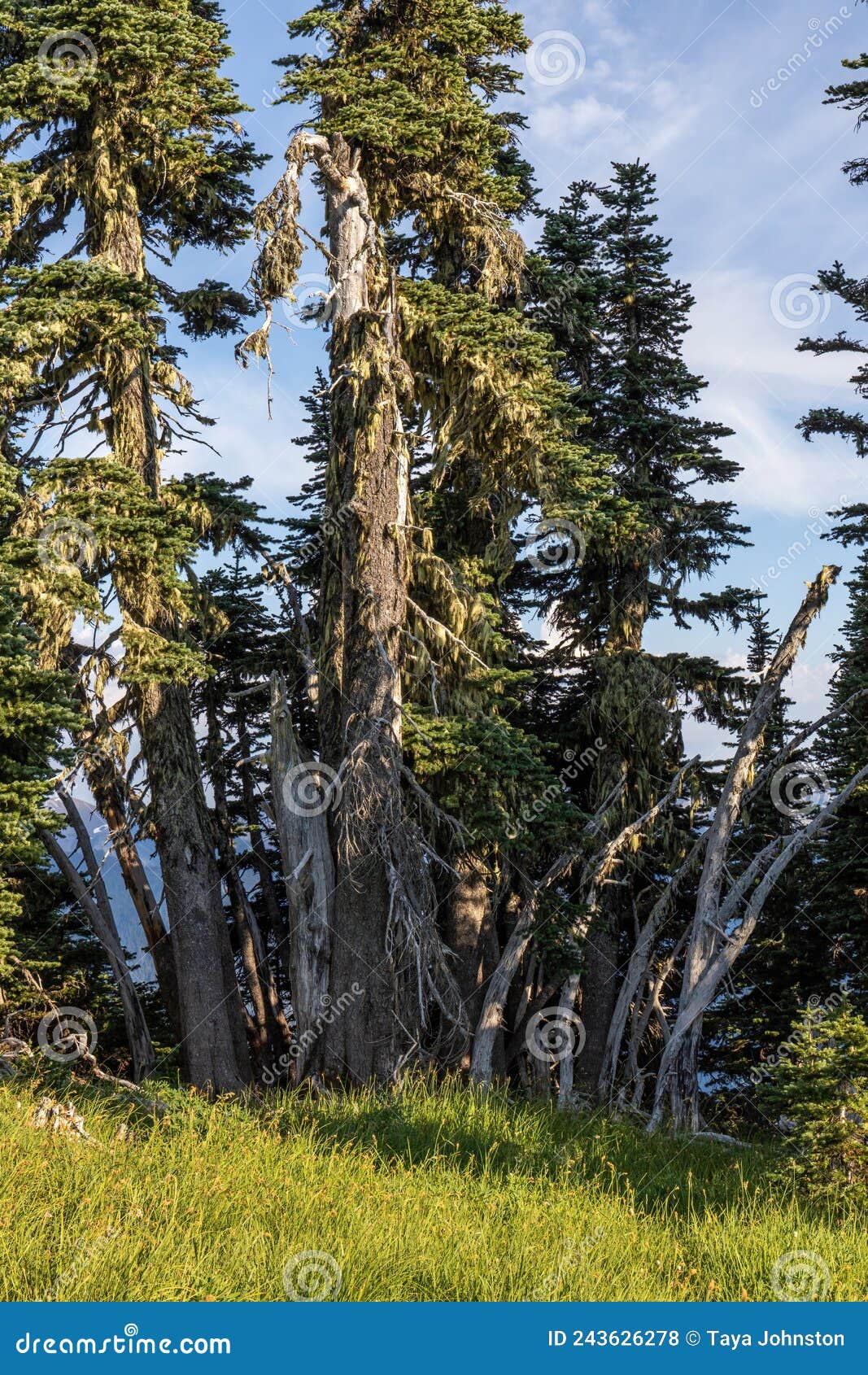 Cluster of Worn Down Trees Growing Together Stock Photo - Image of ...