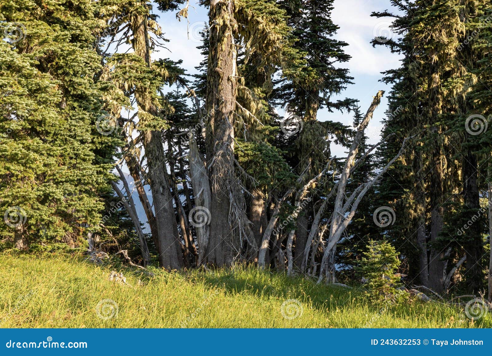 Cluster of Worn Down Trees Growing Together Stock Image - Image of ...
