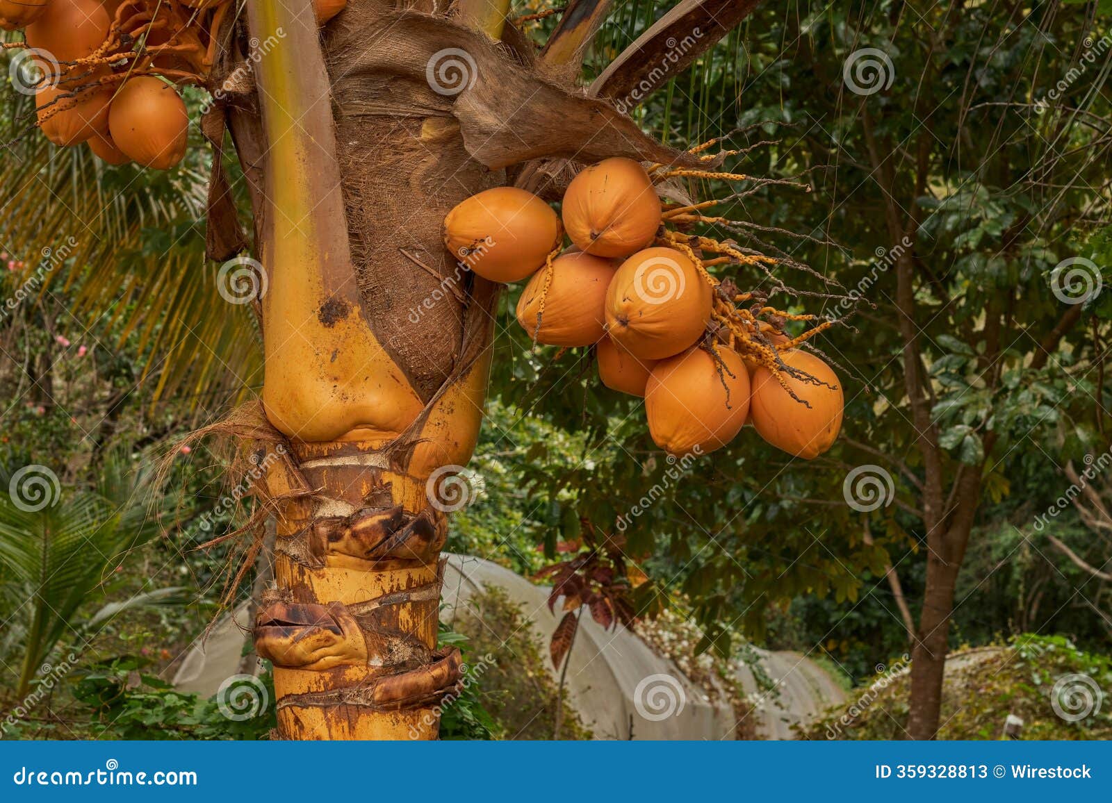 Cluster of Yellow Coconuts on a Palm Tree in a Lush Tropical Garden Setting. Stock Image - Image ...