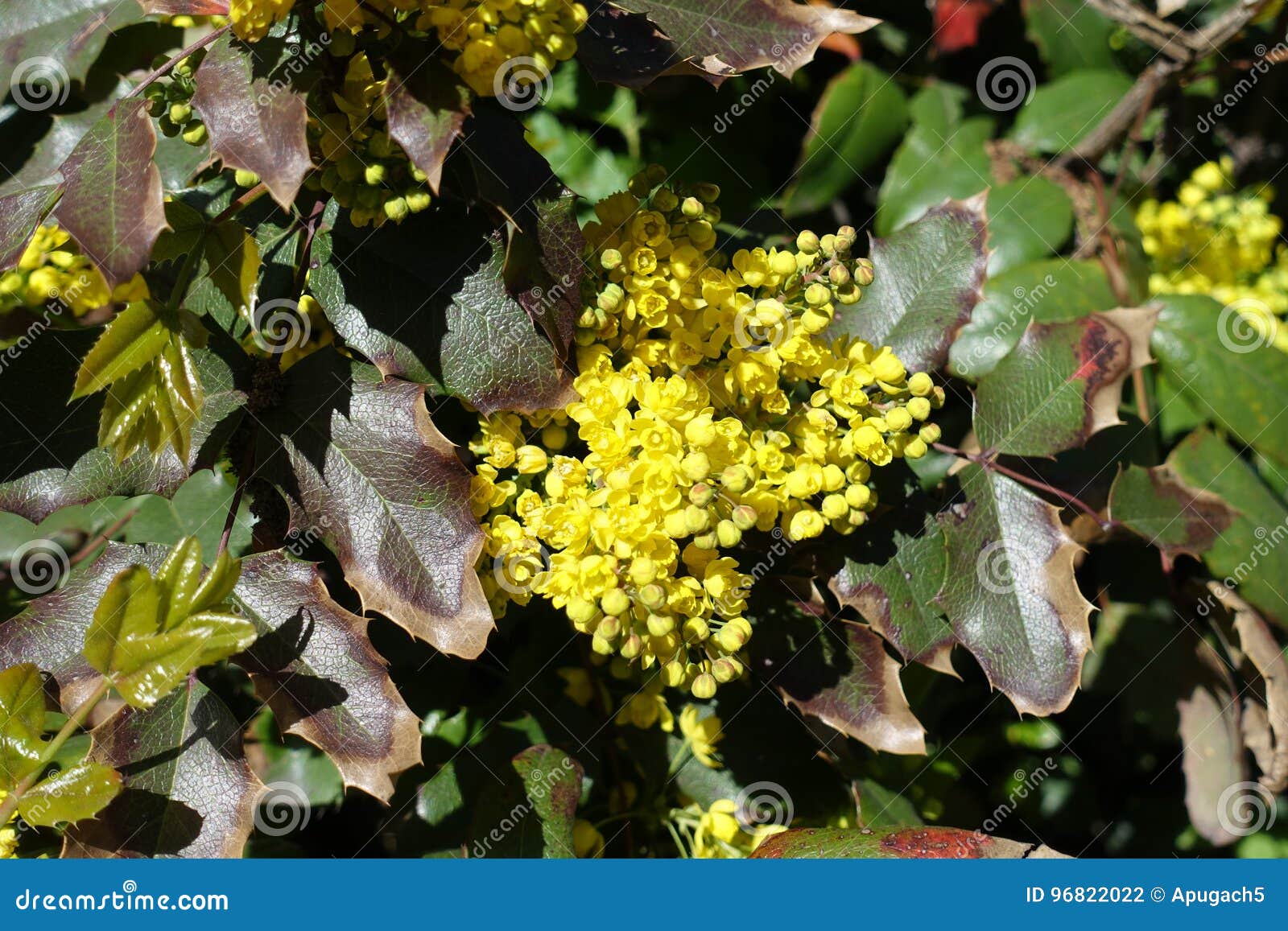 Cluster of Yellow Flowers of Oregon Grape Stock Photo - Image of flower ...
