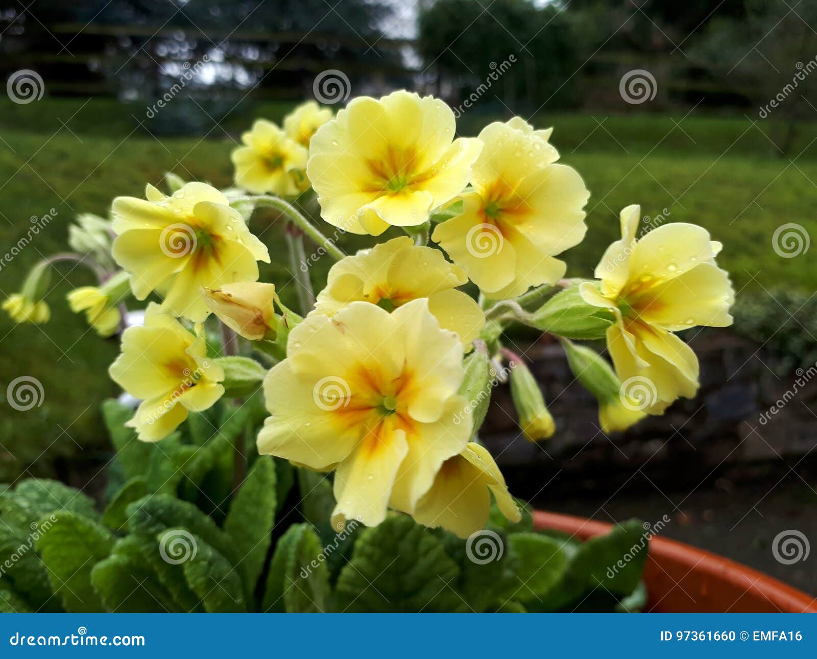 Cluster of Yellow Primroses Stock Photo - Image of plant, stamen: 97361660