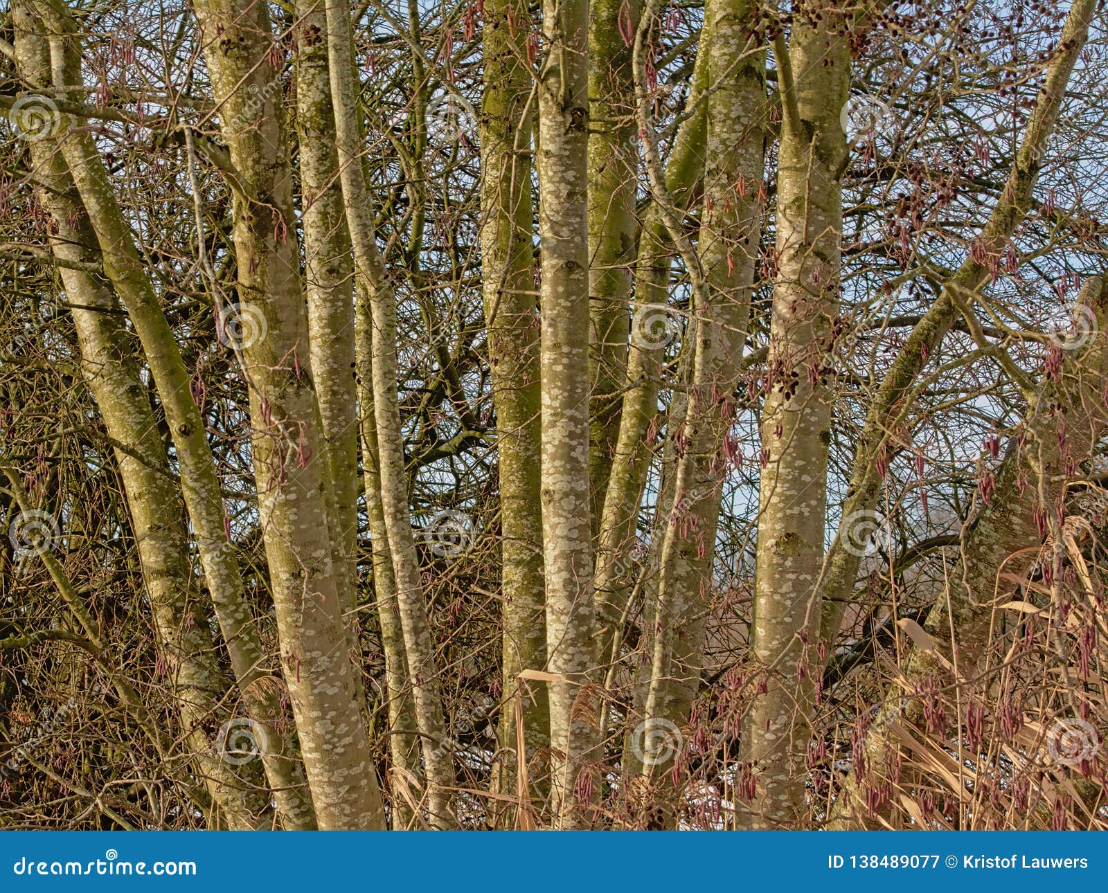 Cluster of Young Maple Tree Trunks - Sapindaceae Stock Image - Image of ...