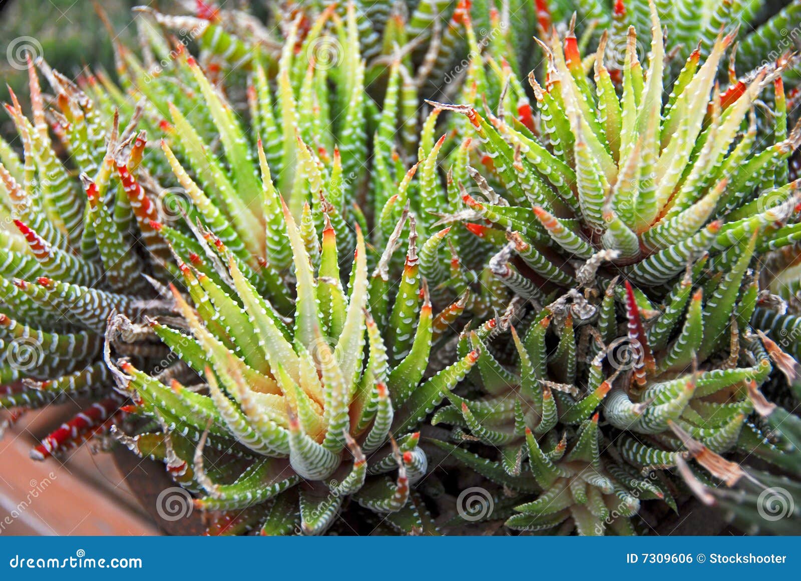 Clustered Aloe Succulent Plant Stock Photo - Image of cactus, leaf: 7309606