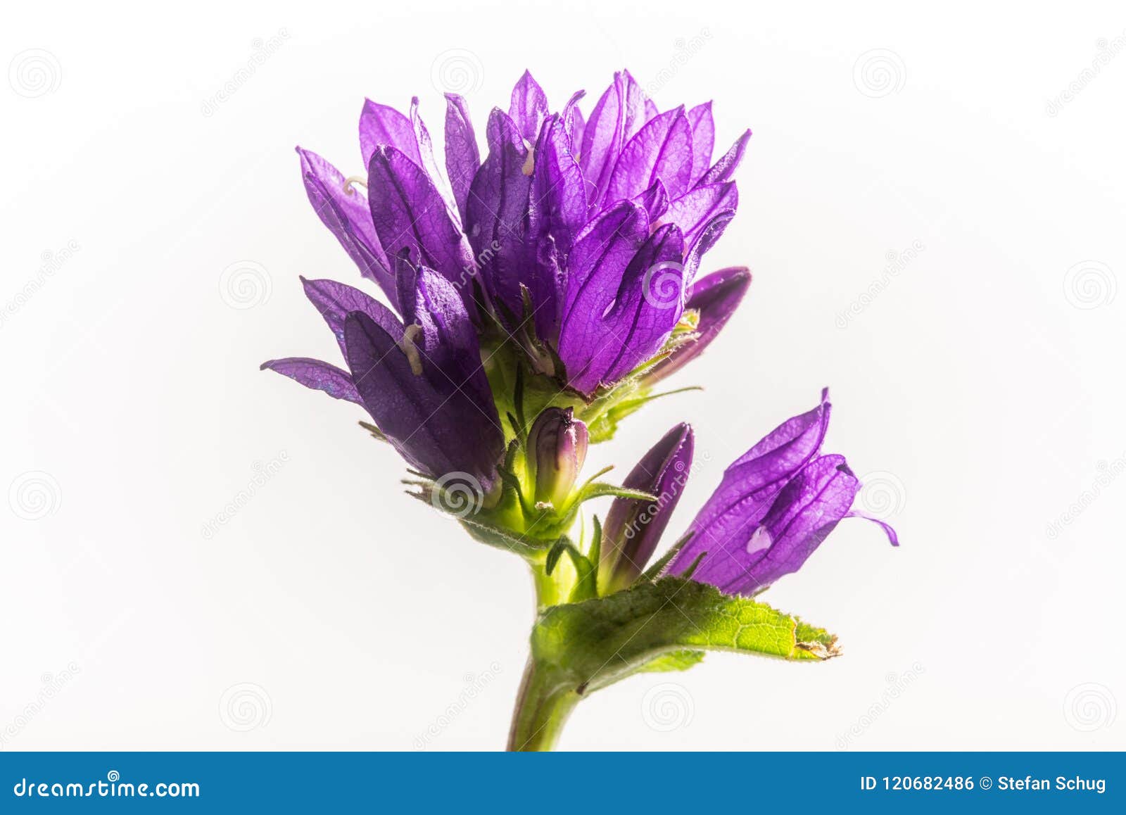 Clustered Bellflower - Campanula Glomerata Stock Photo - Image of ...