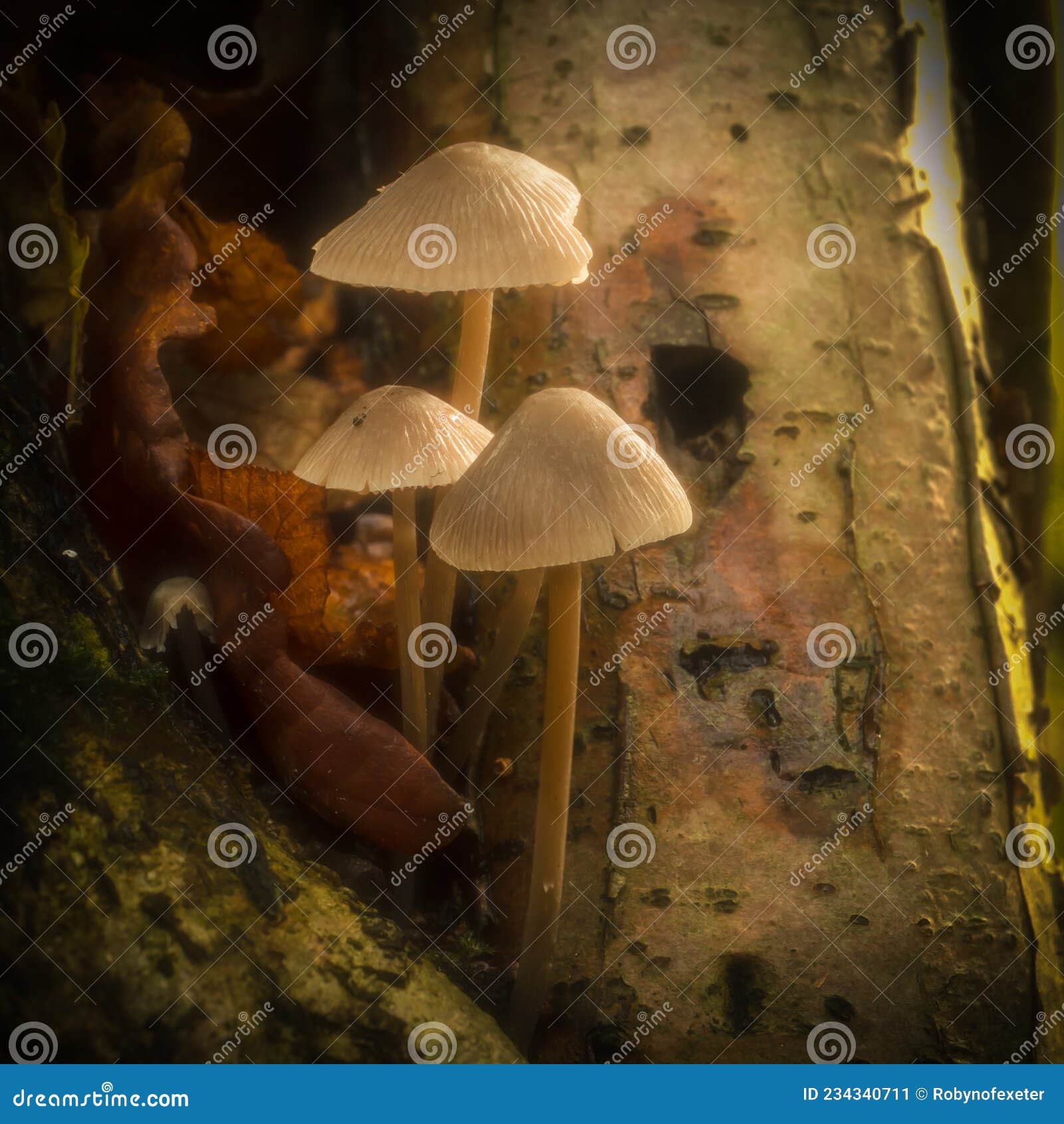 Clustered Bonnet Toadstools Grow from the Trunk of a Dying Oak Tree ...