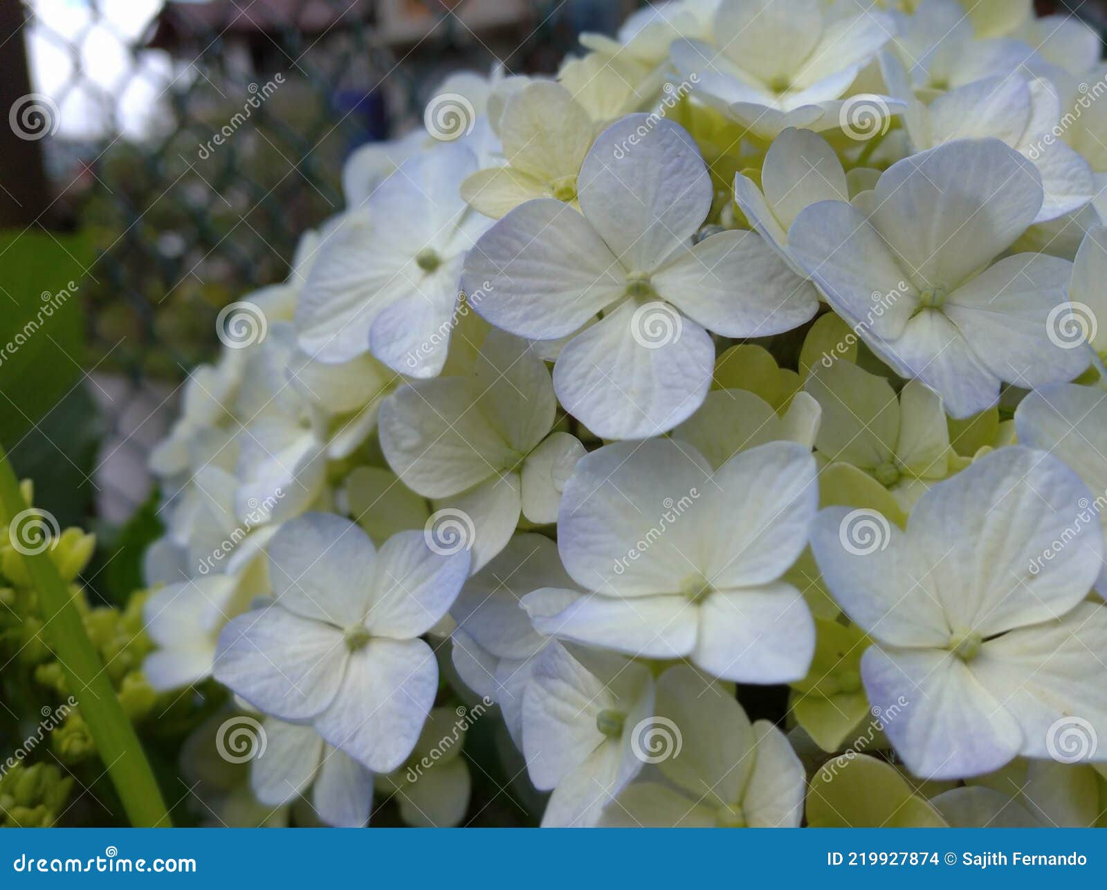 Clustered flora stock photo. Image of nature, bloom - 219927874