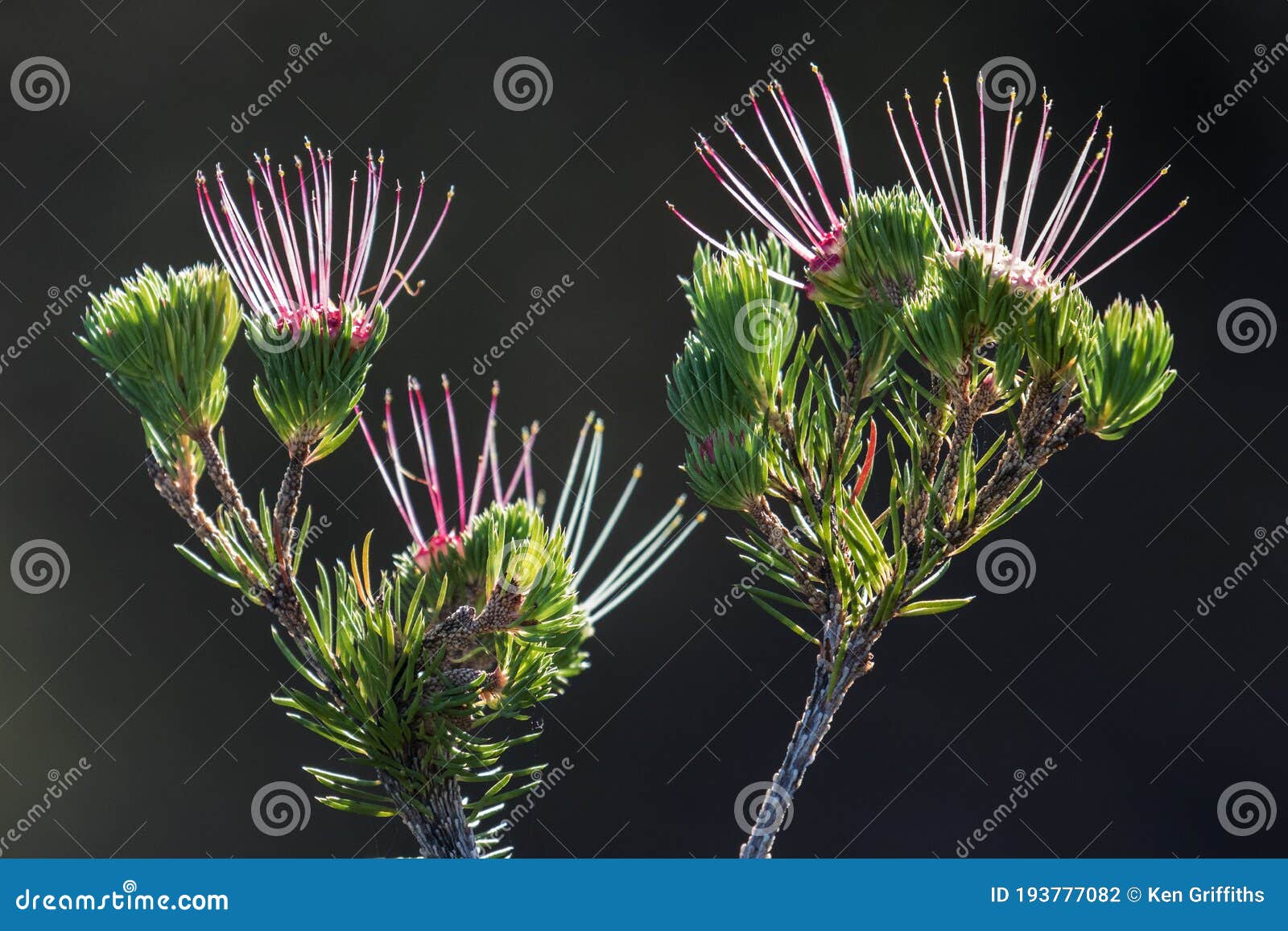 Clustered Scent Myrtle stock photo. Image of clustered - 193777082