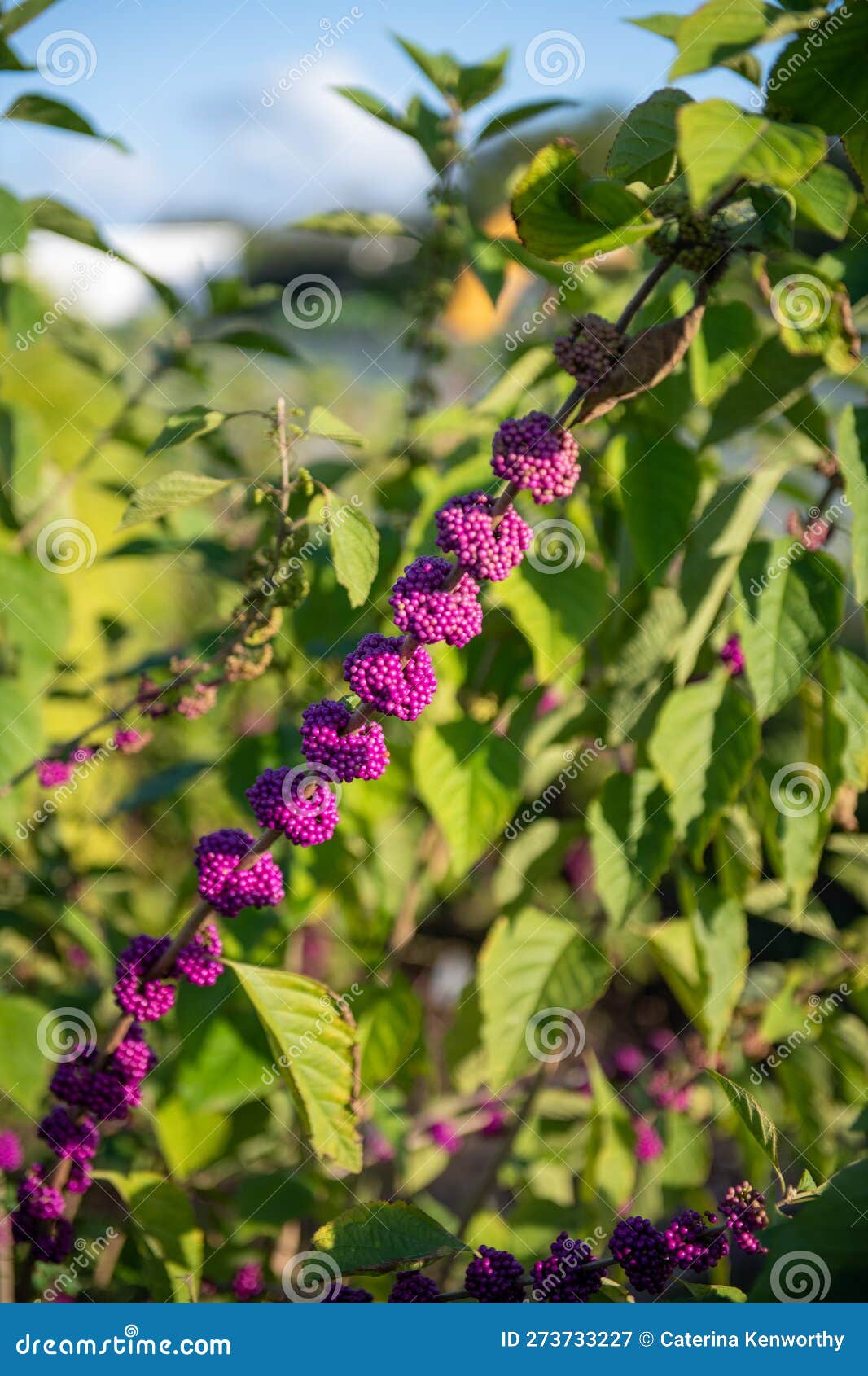 Clusters of Beauty Berries Growing on a Branch Stock Image - Image of ...
