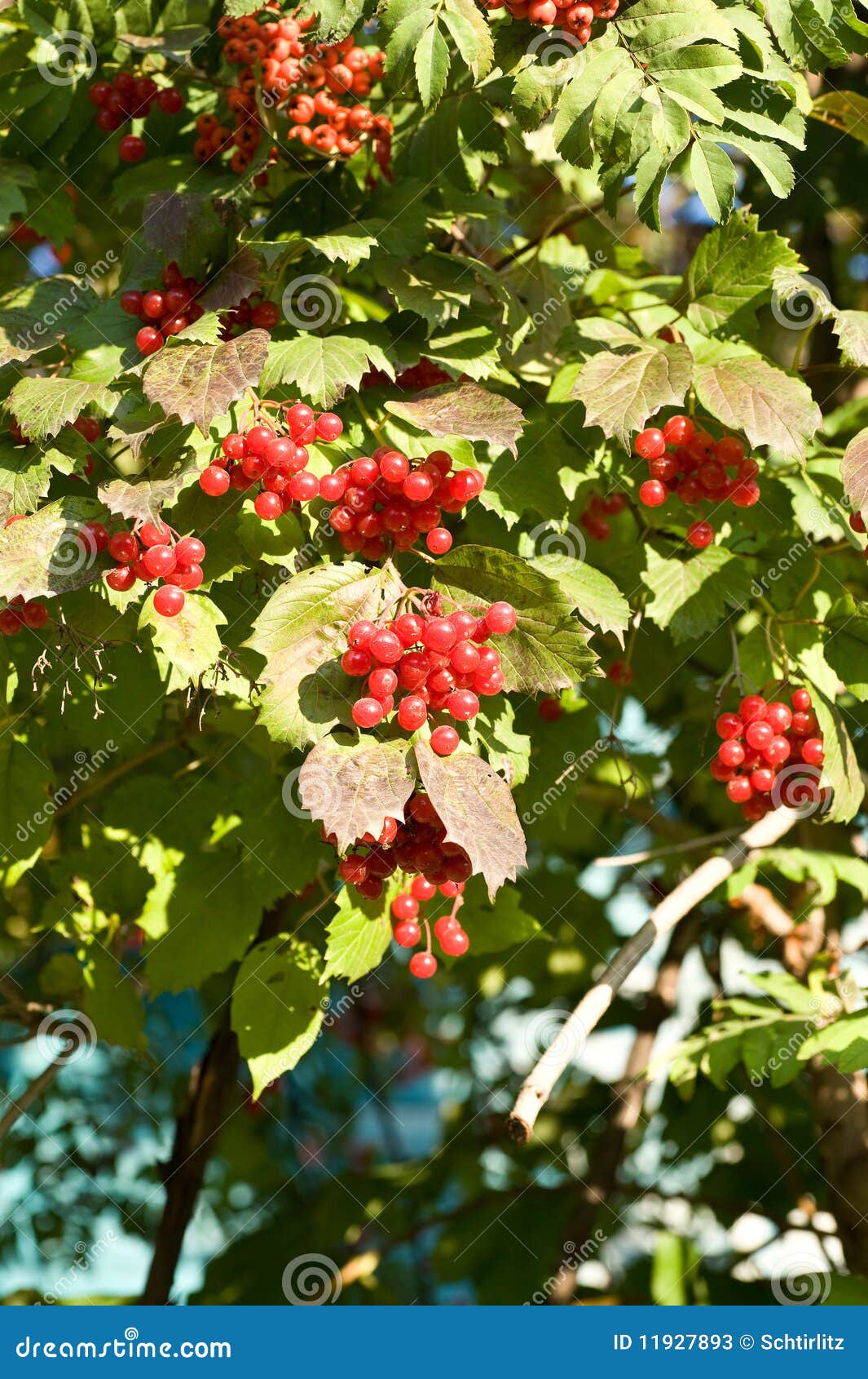 Clusters of berries stock image. Image of green, bunch - 11927893