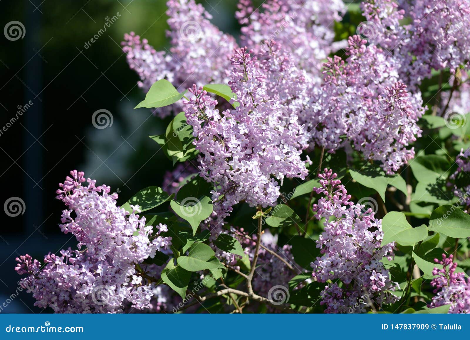 Clusters of Blooming Lilacs on a Bush on a Spring Day Stock Image ...