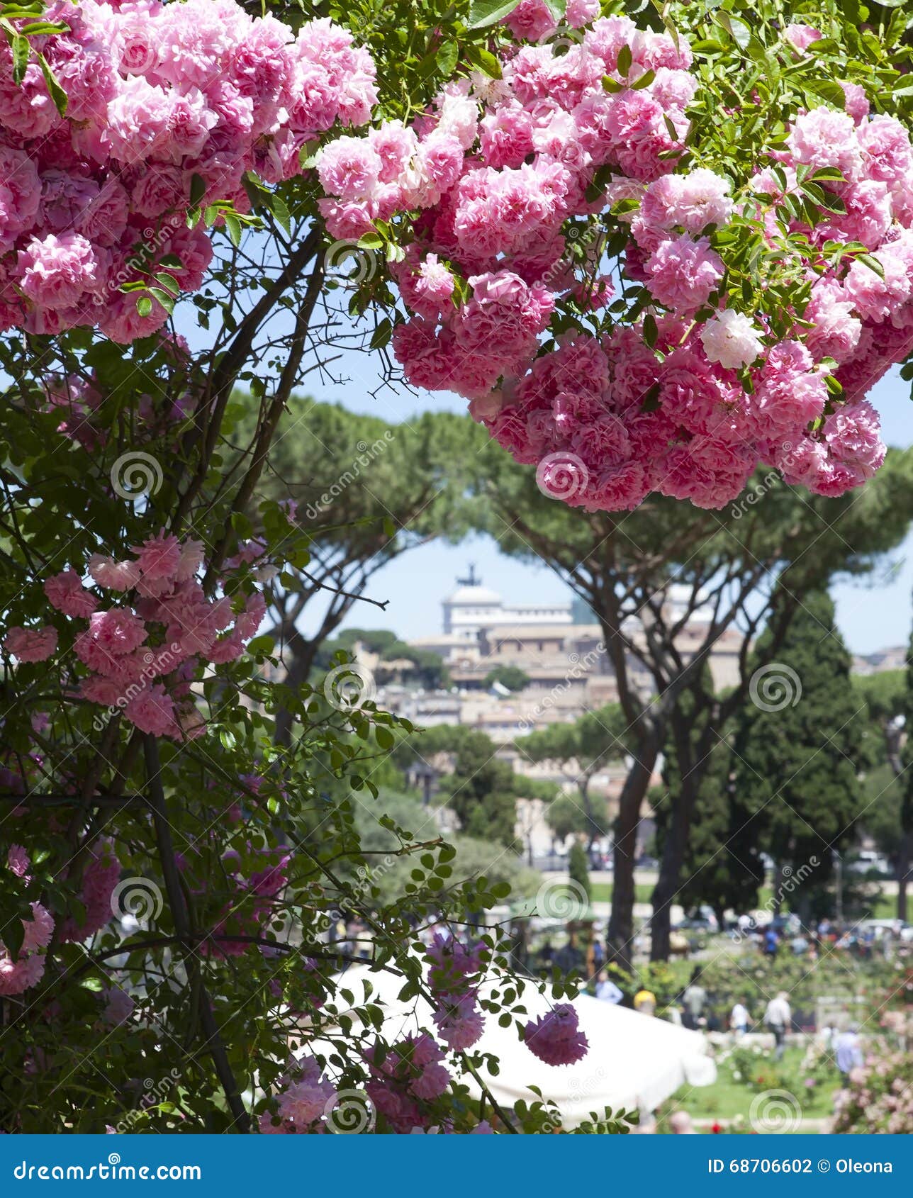 Clusters Bush Roses Hang Down Stock Photos - Free & Royalty-Free Stock ...