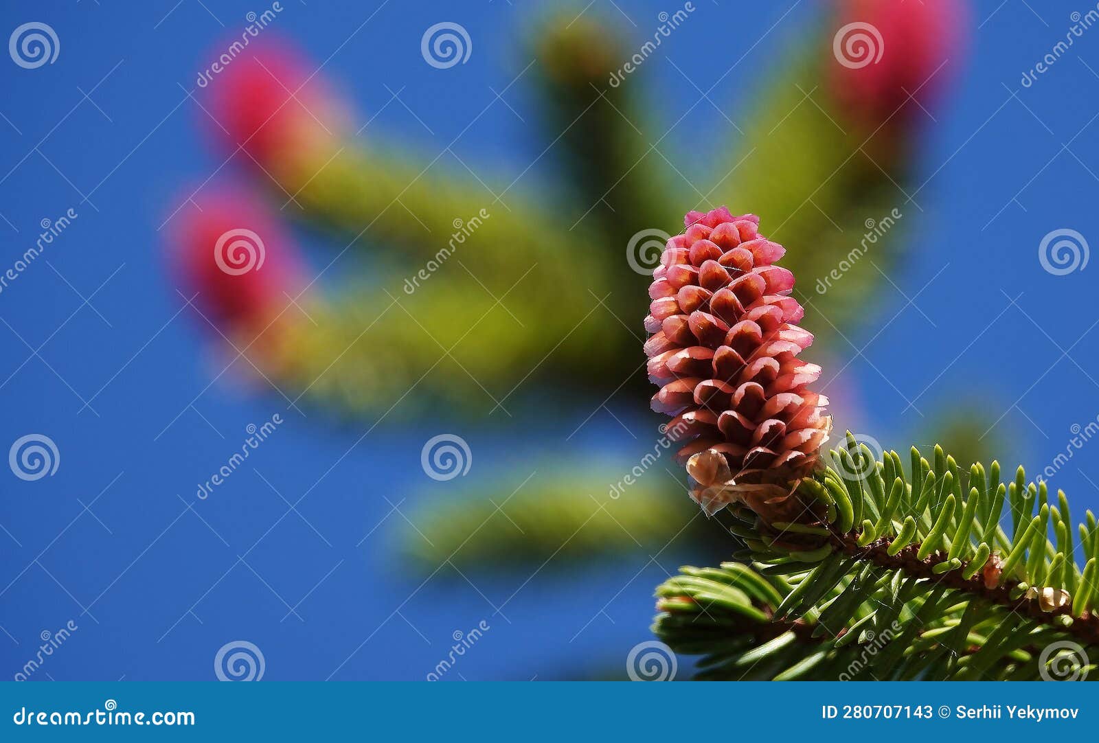Clusters of Cones on a Coniferous Tree Stock Image - Image of autumn ...